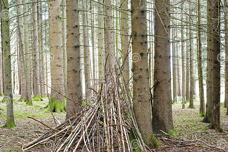 In the Center of the Forest is a Small Hut Made of Many Branches Stock ...