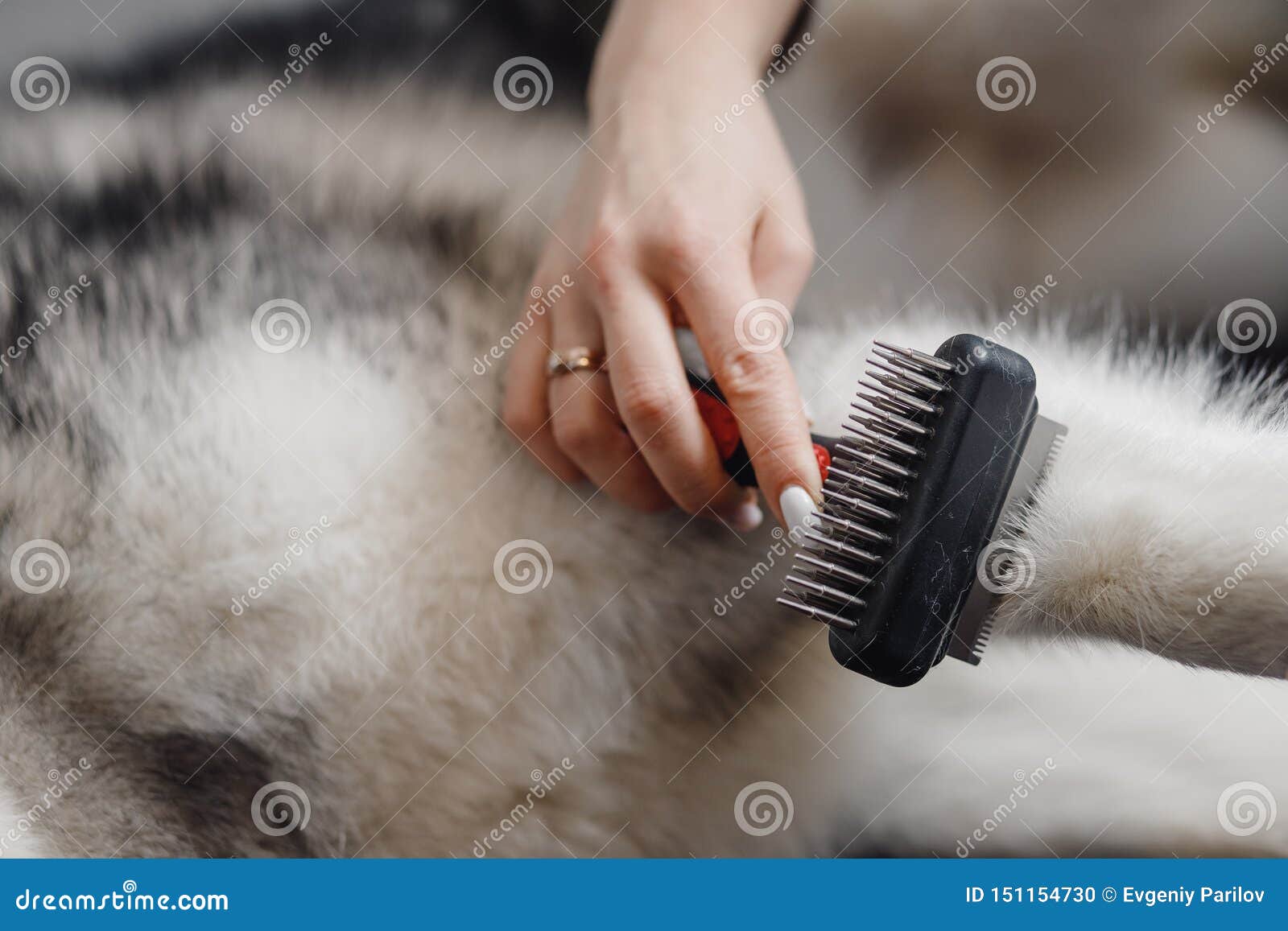 In Center Frame Comb with Large Teeth for Grooming Animals Stock Photo ...