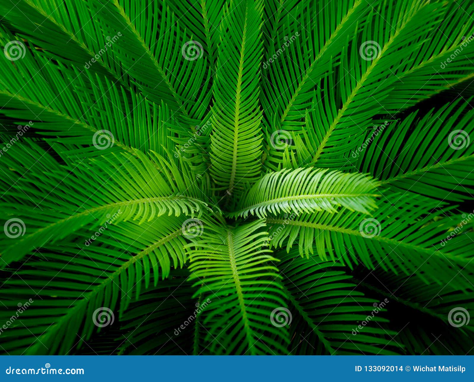 Center of the Leaf of Sago Palm Stock Photo - Image of cycadaceae ...