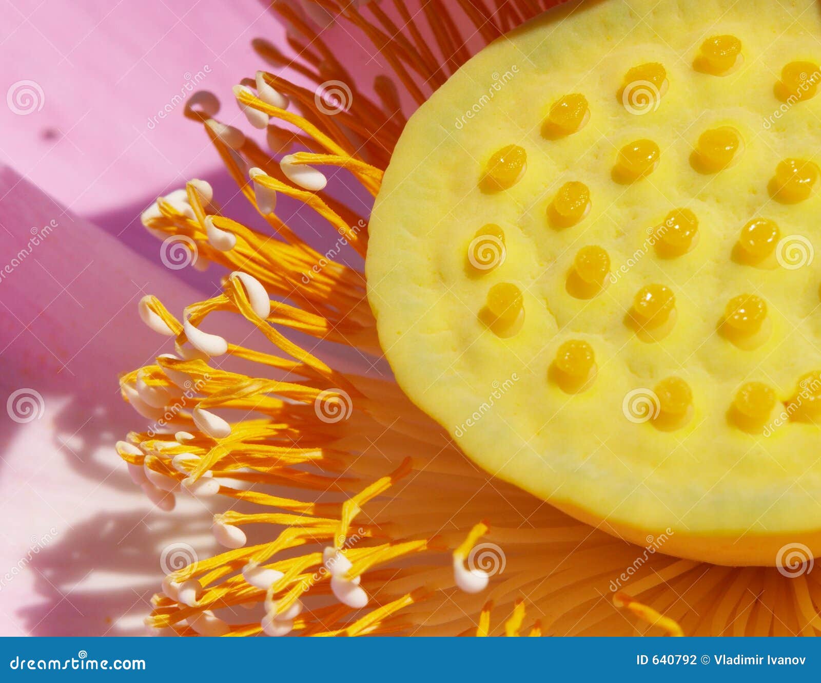 Center of lotus stock photo. Image of card, floral, blossom - 640792