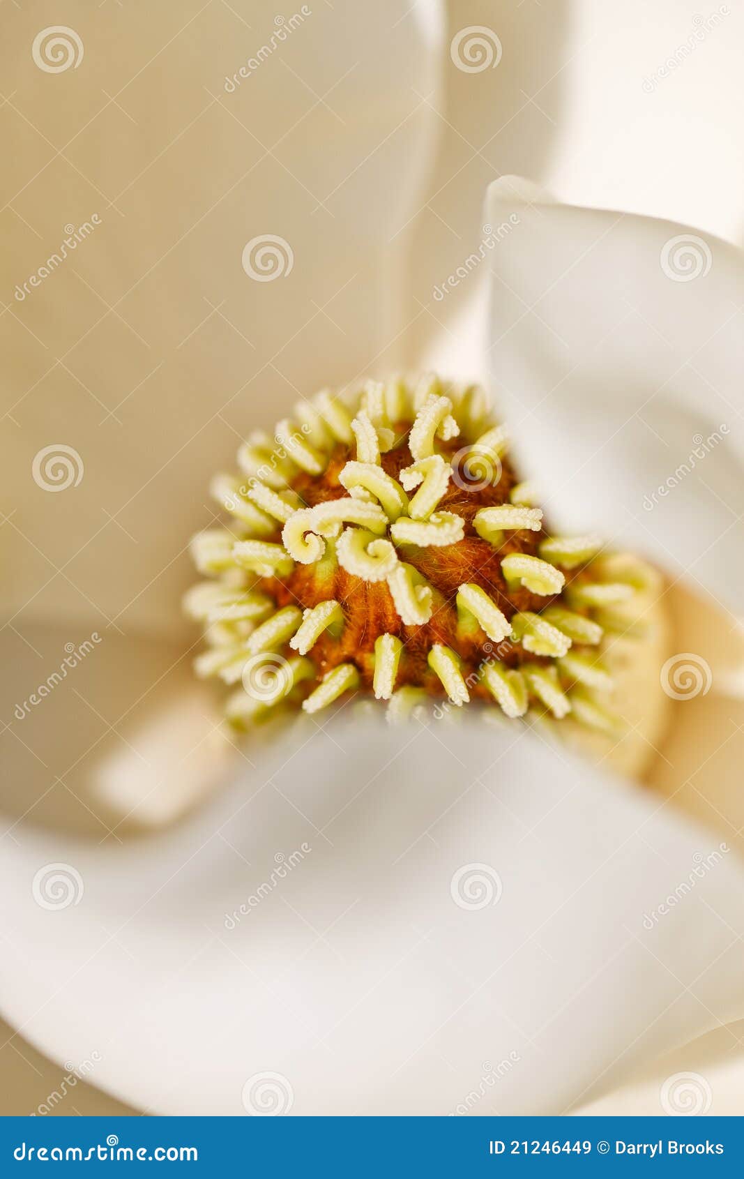 Center of Magnolia Blossom stock image. Image of magnolia - 21246449