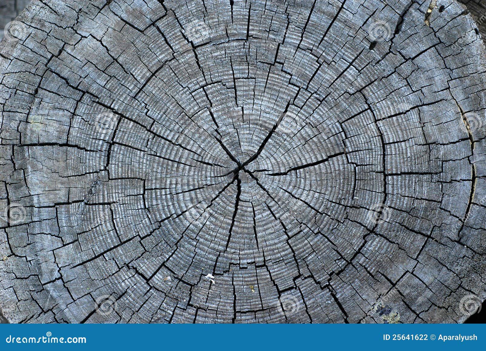 47,216 Old Grey Tree Stock Photos - Free & Royalty-Free Stock Photos ...