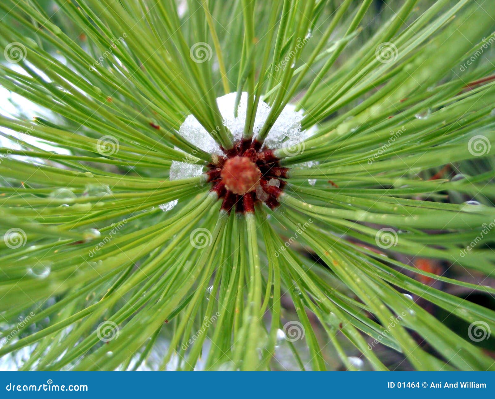 Center pine zone stock photo. Image of coniferous, pine, spring - 1464