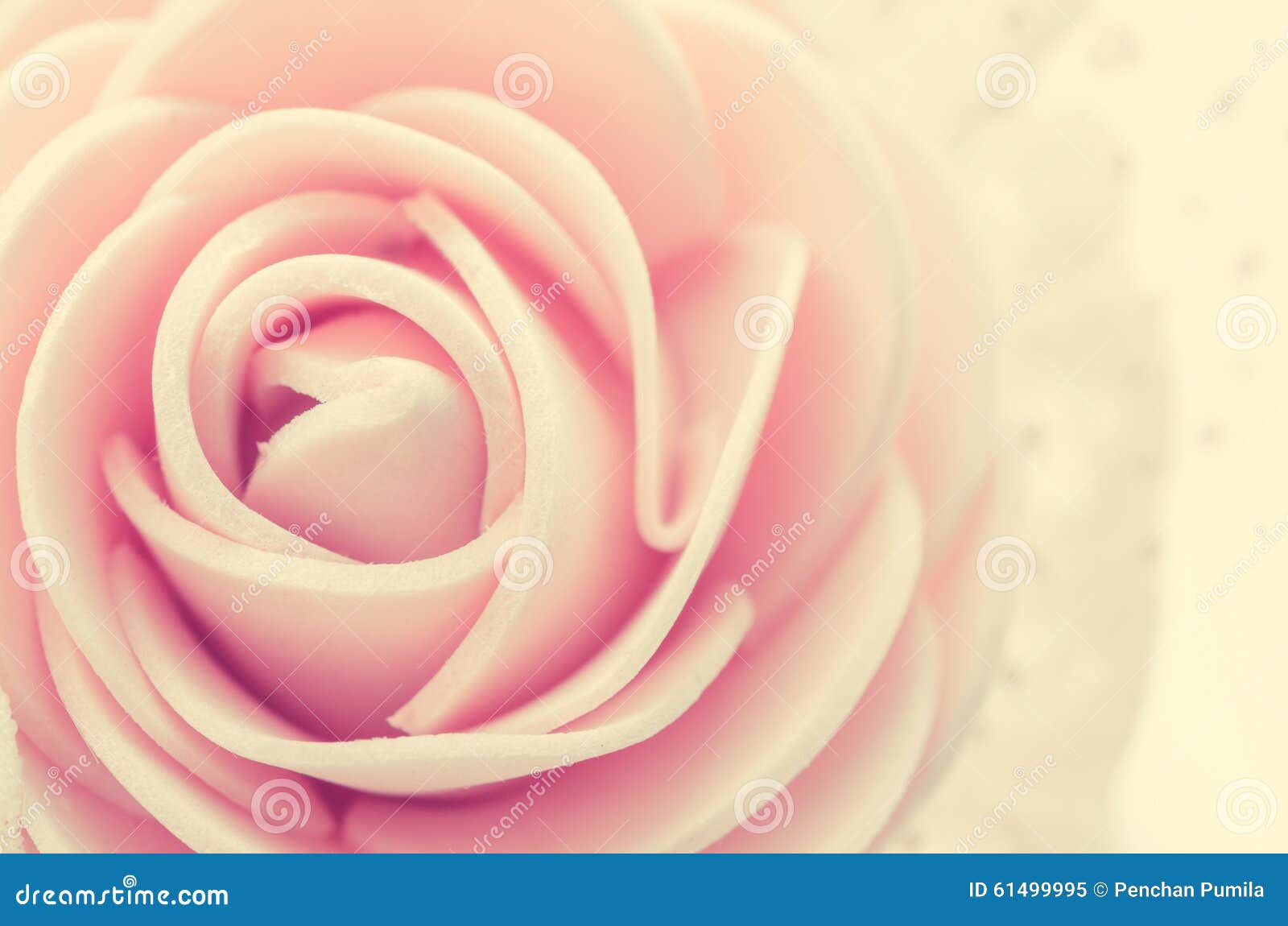 Center pink rose. stock image. Image of beauty, invitation - 61499995