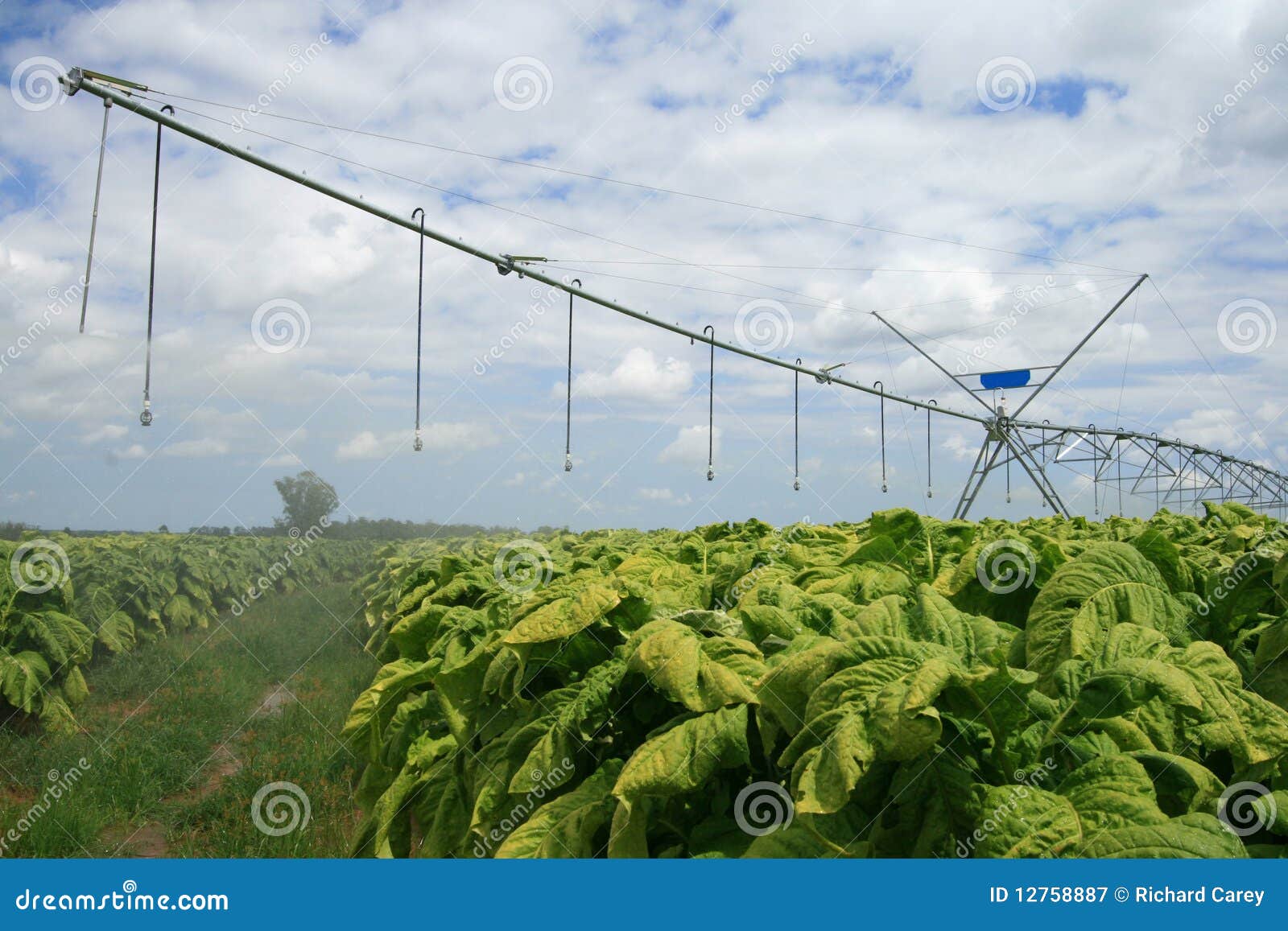 Center Pivot Irrigation System Stock Photography | CartoonDealer.com ...