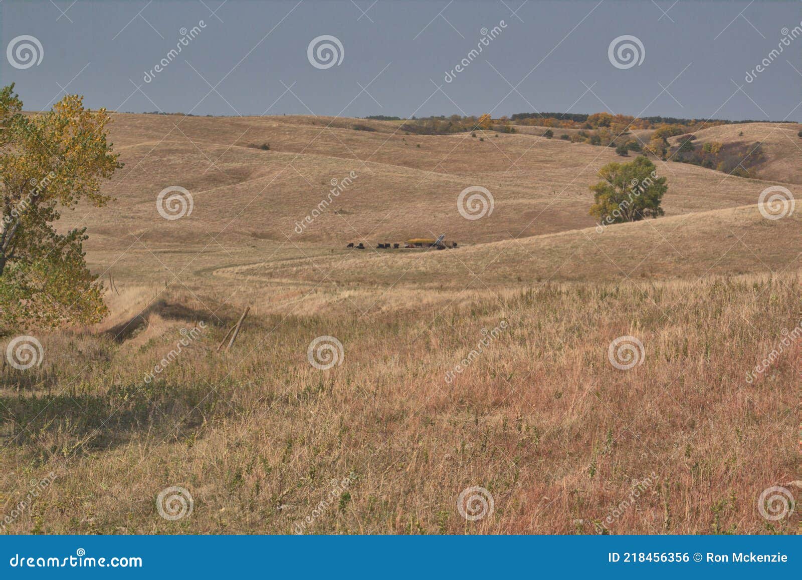 Fall colors on the prairie stock photo. Image of grazing - 218456356