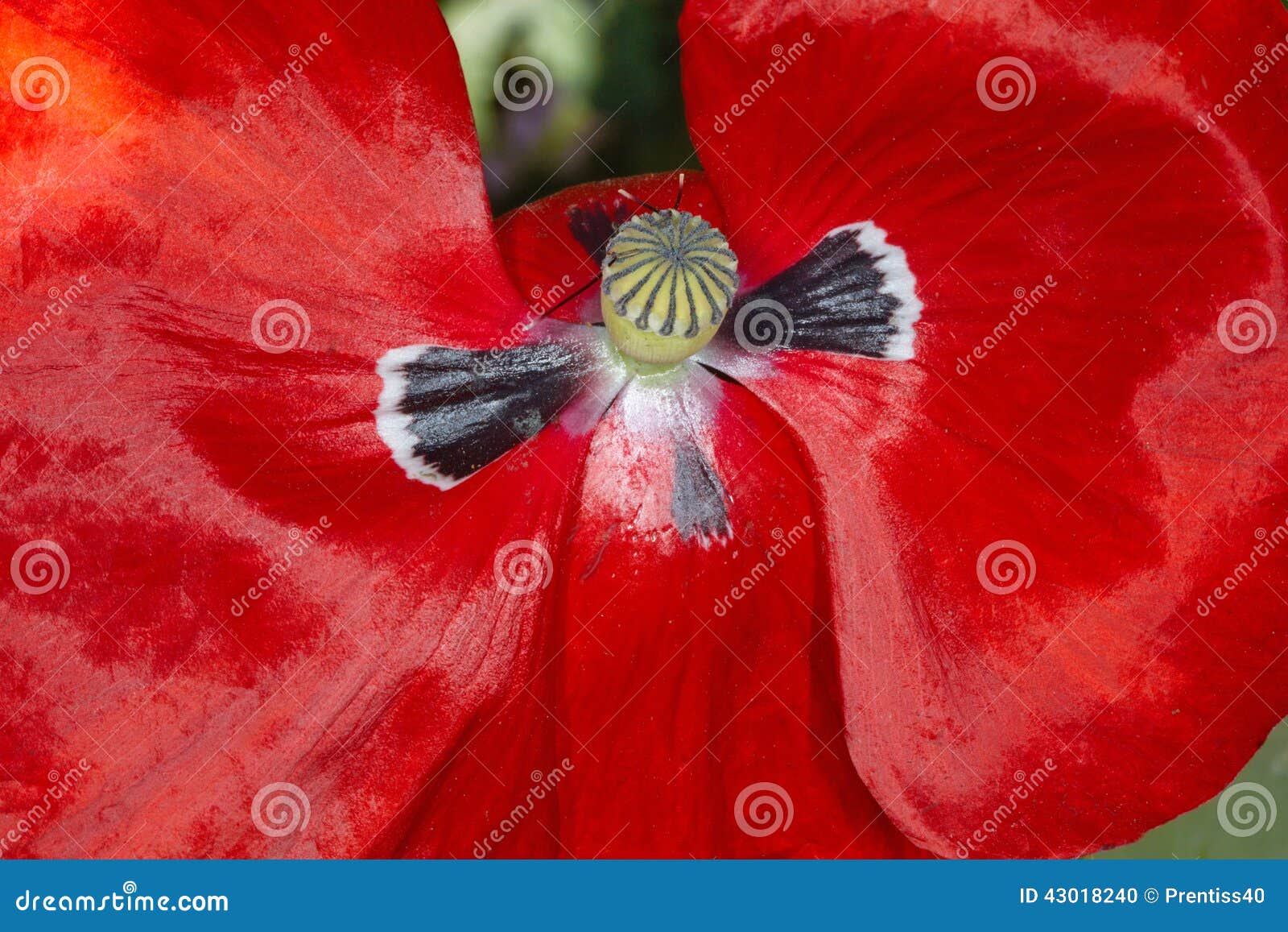 Center of poppy stock photo. Image of popppy, pistil - 43018240