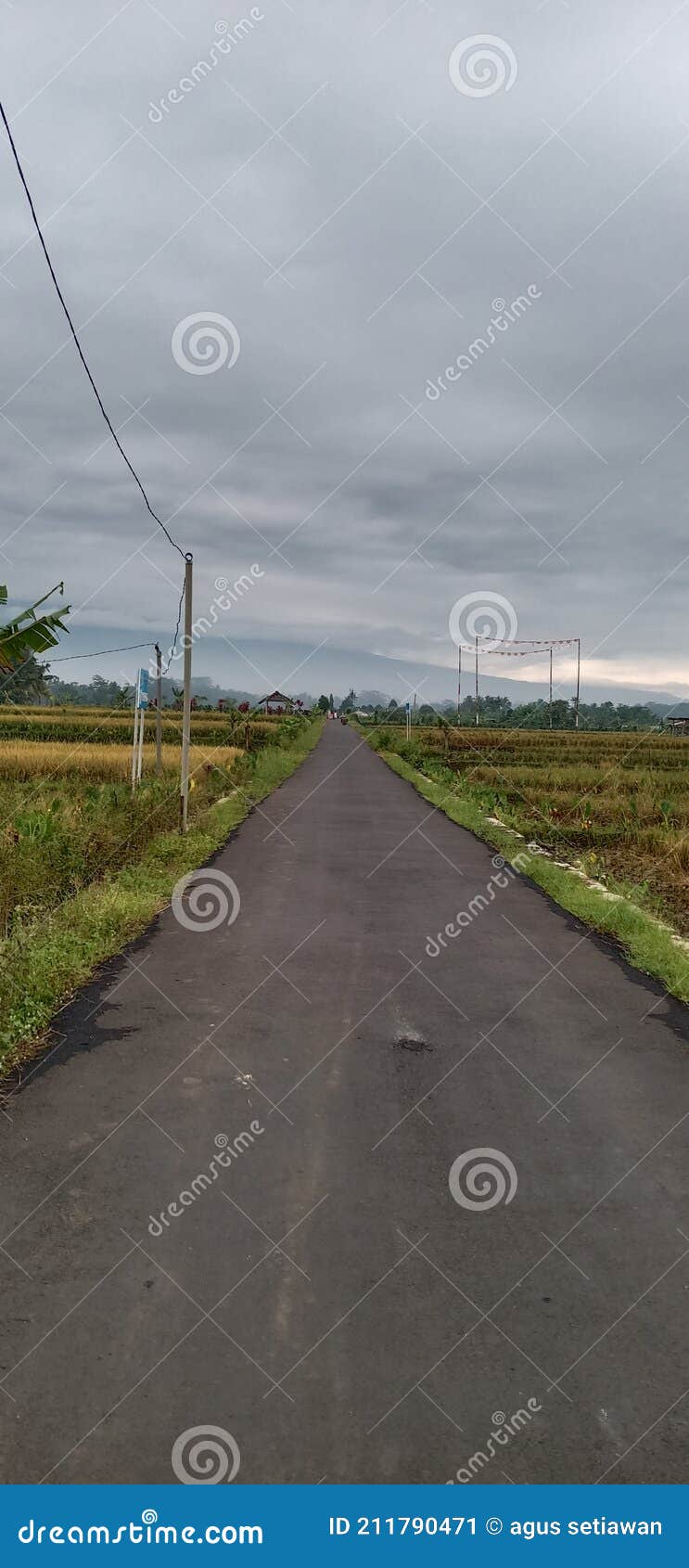 Center of the road stock image. Image of tree, agriculture - 211790471