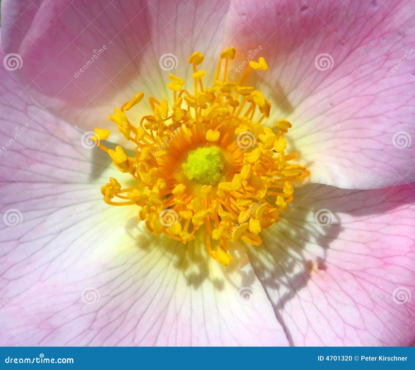Center of Rose stock photo. Image of nature, beautiful - 4701320