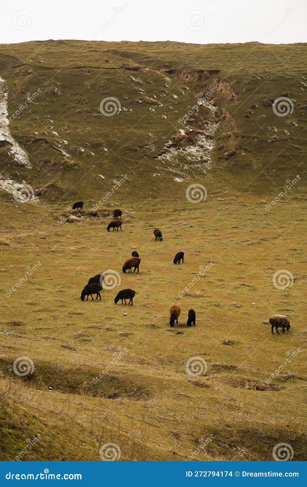 The Center of Samarkand City Stock Photo - Image of safari, animal ...