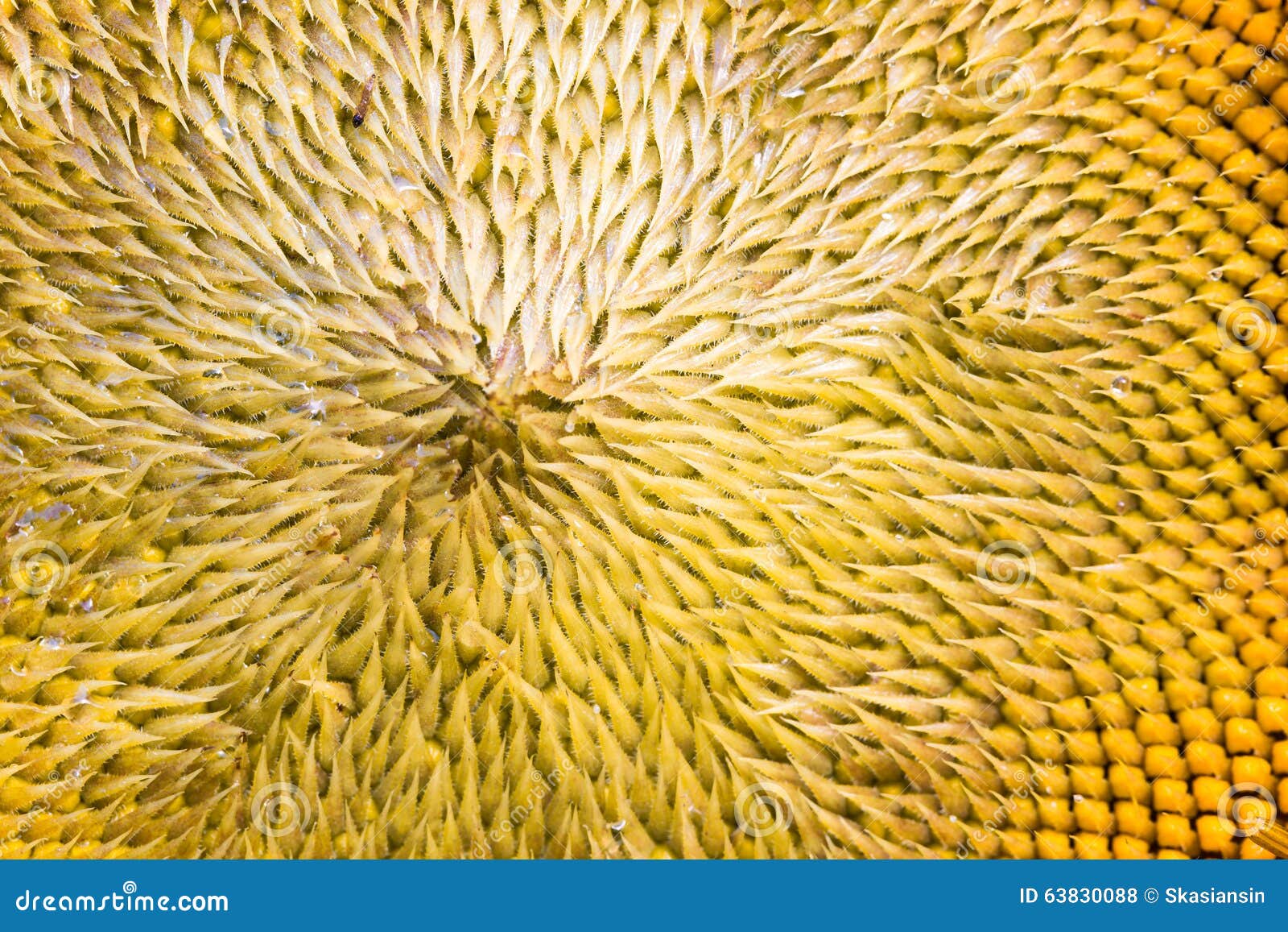 Center of sunflower stock photo. Image of pattern, open - 63830088