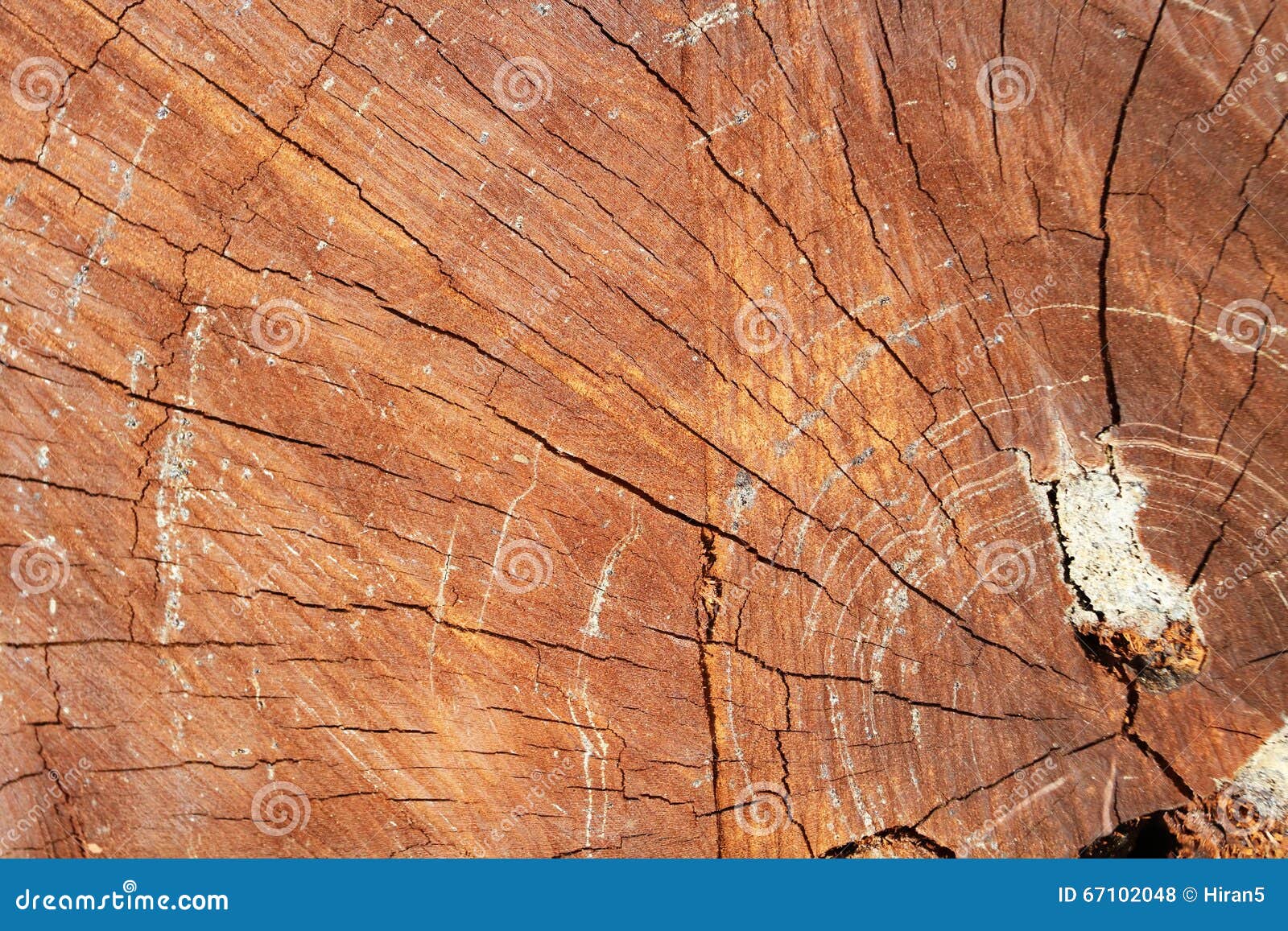 This center of the tree stock photo. Image of round, natural - 67102048