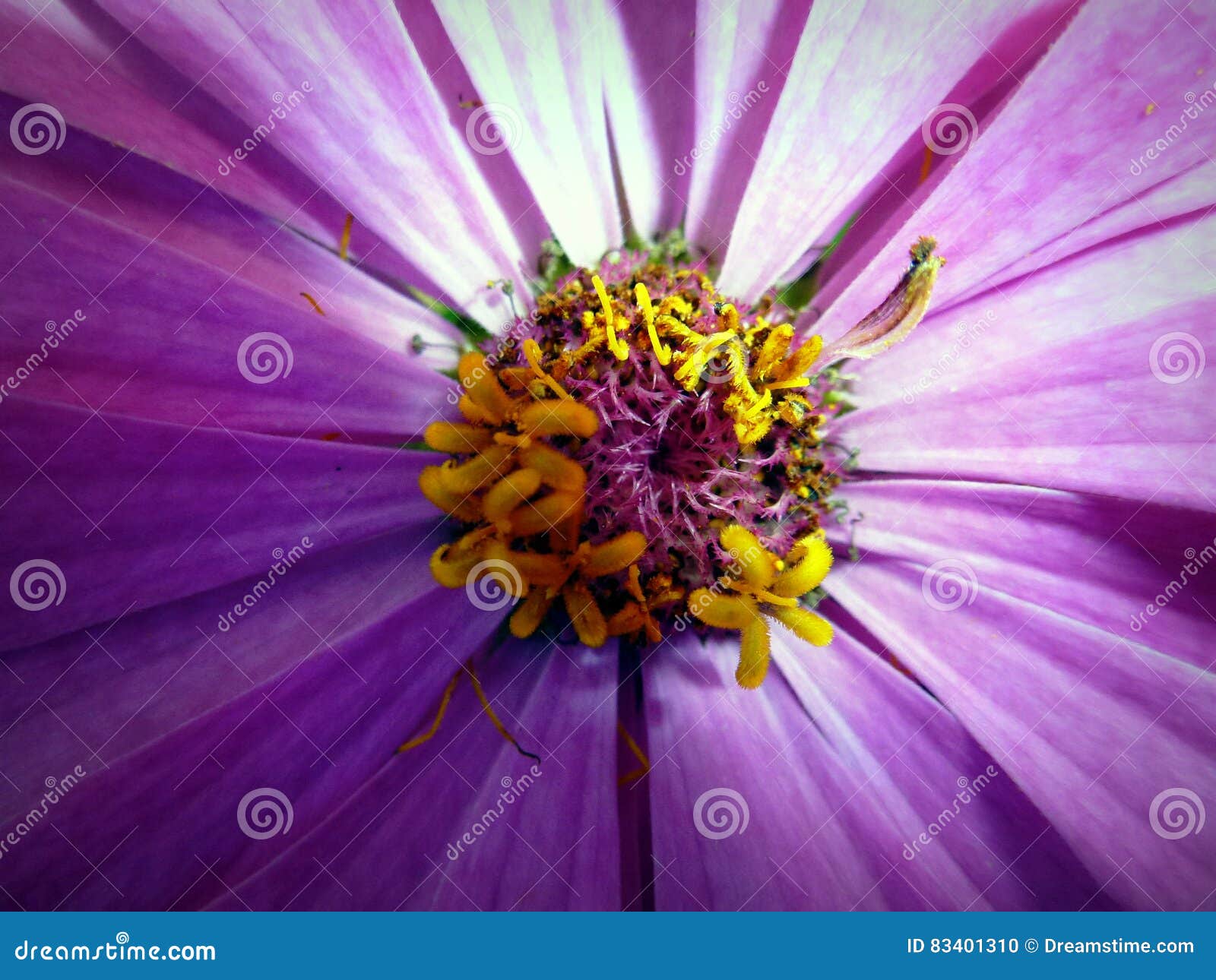 Centered flowers stock photo. Image of bright, nature - 83401310