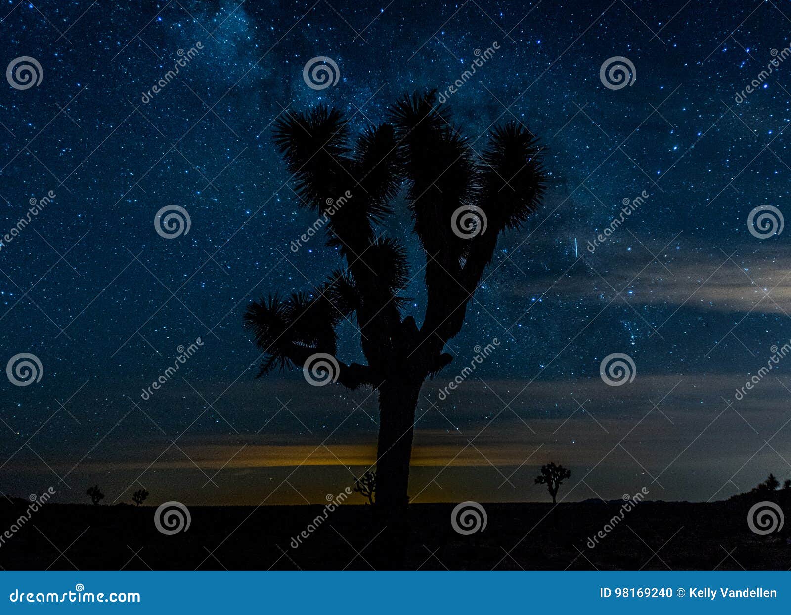 Centered Joshua Tree on Starry Night Stock Photo - Image of pink ...