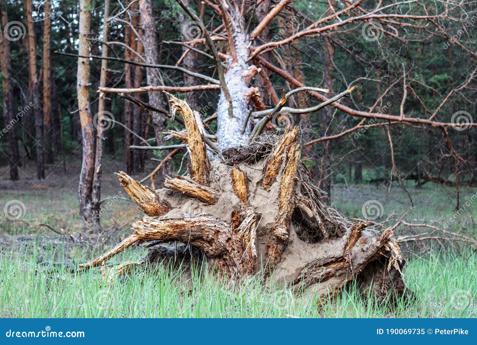 A Centered Shot of the Root of an Old Tree Torn from the Ground by a ...