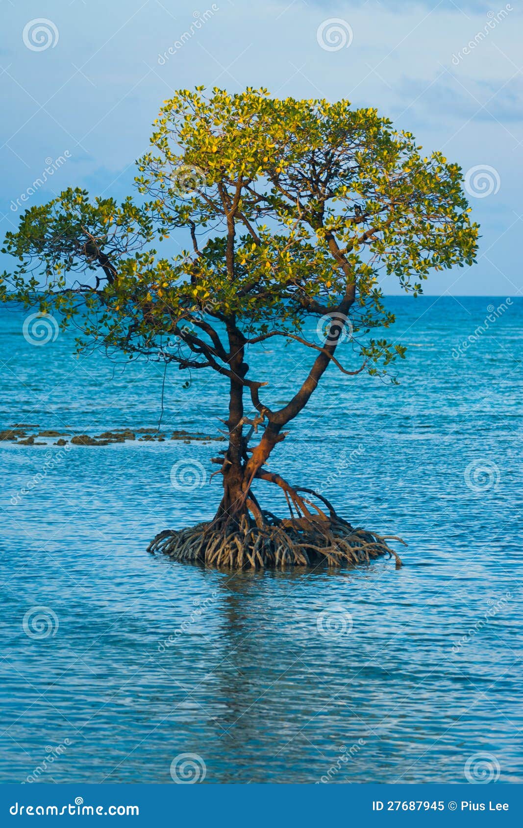 Centered Solitary Mangrove Tree Roots Ocean Stock Image - Image of ...
