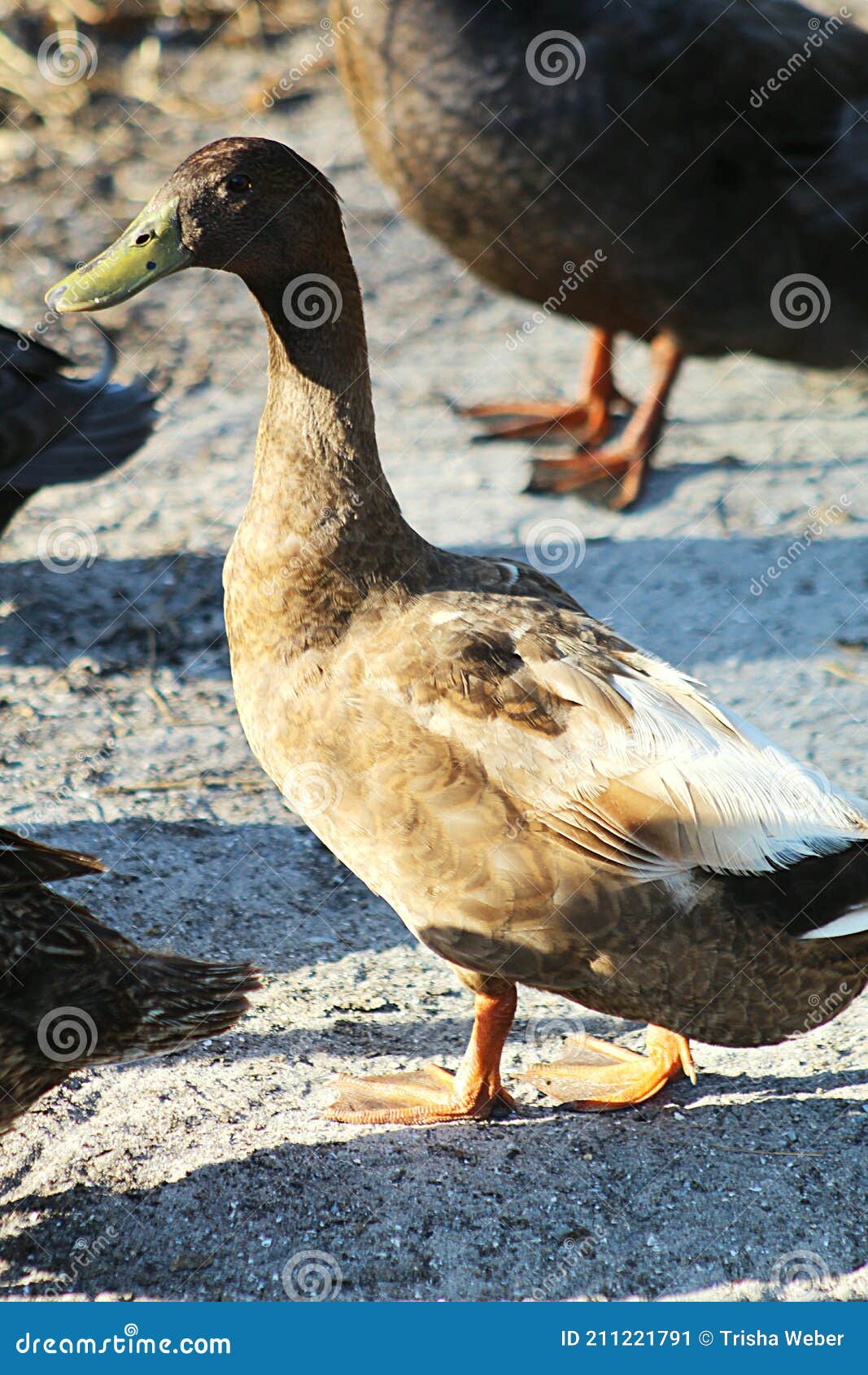 Centered on Swedish Yellow Duck Stock Image - Image of bird, yellow ...