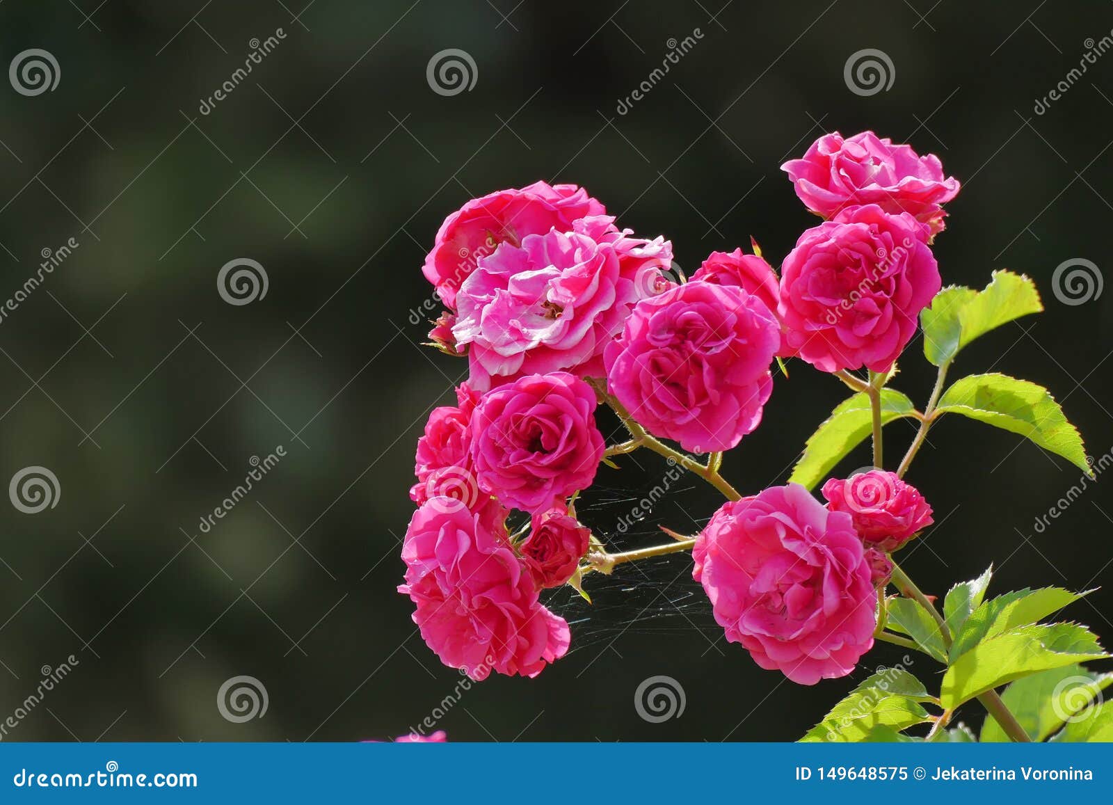 Centifolia Roses, the Provence Rose or Cabbage Rose or Rose De Mai ...