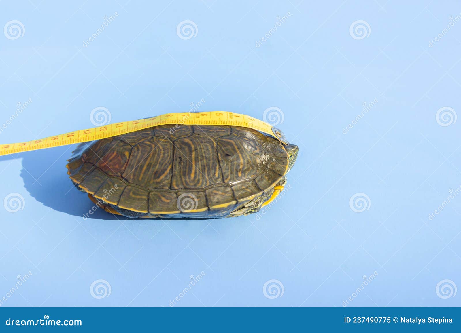 A Centimeter Measures a Turtle that is Hidden in a Shell. on a Blue ...