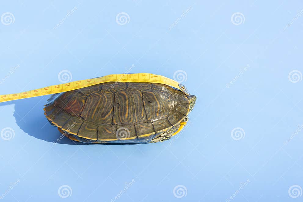 A Centimeter Measures a Turtle that is Hidden in a Shell. on a Blue ...