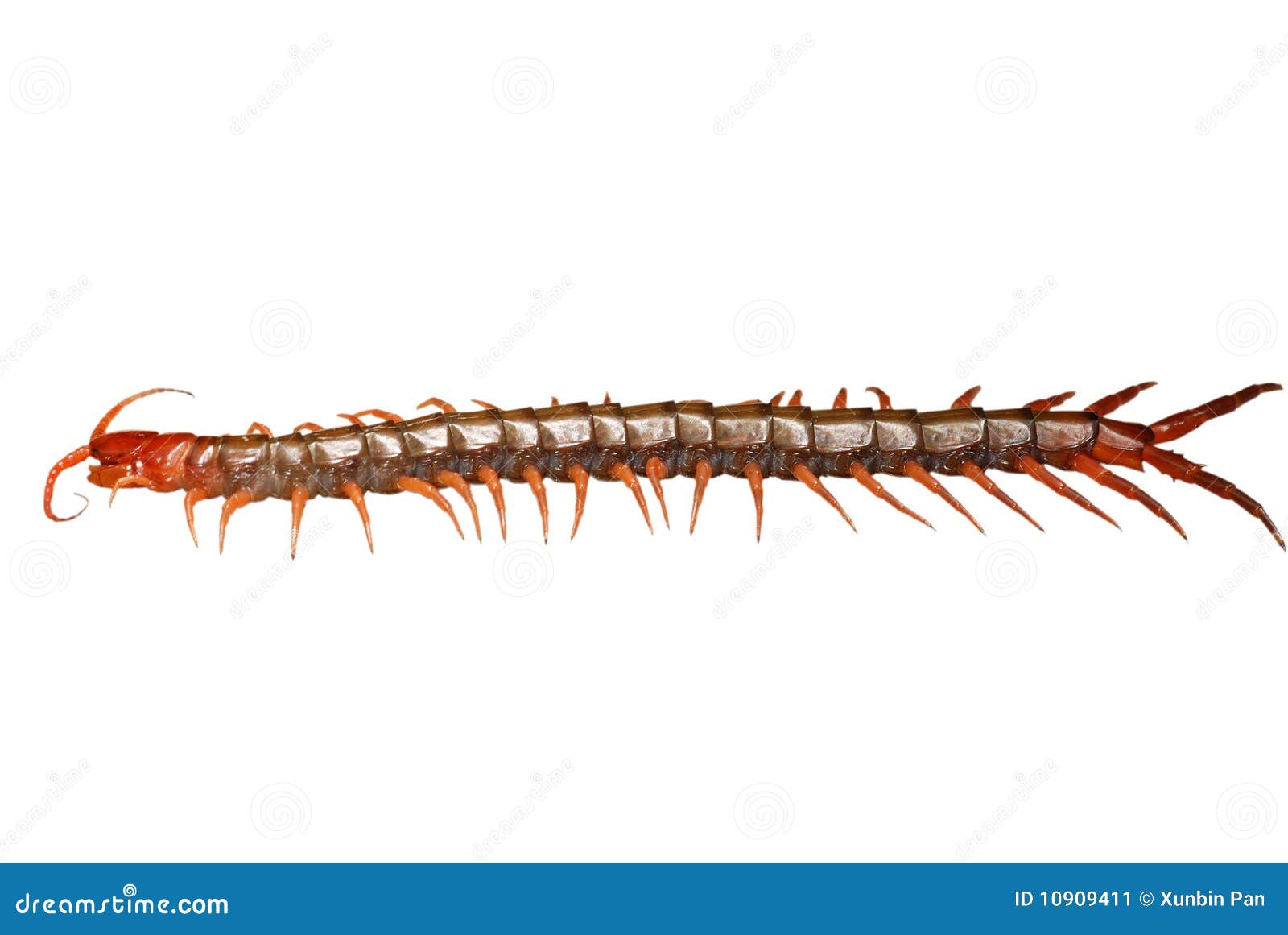 Centipede stock image. Image of macro, copy, garden, background - 10909411