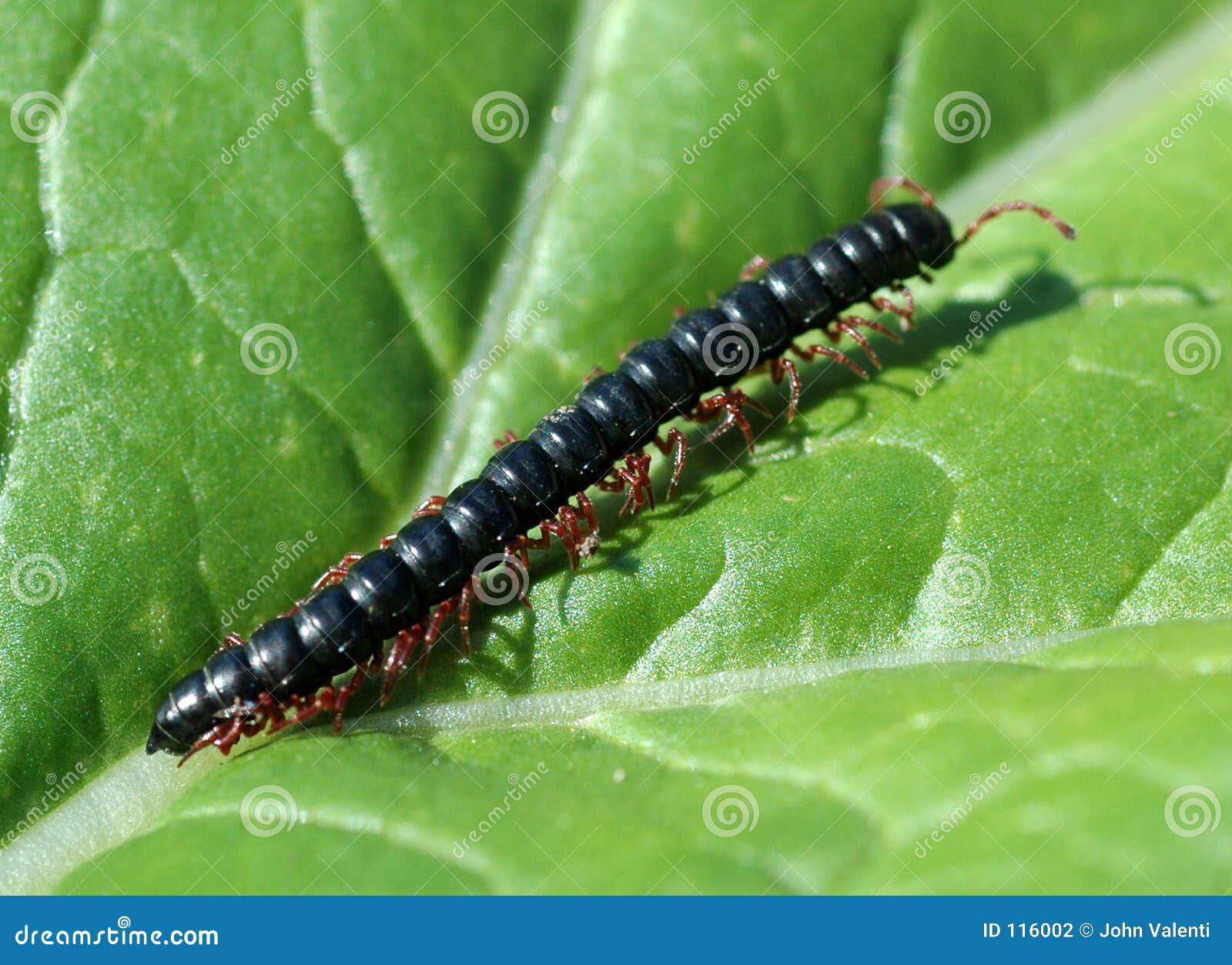 Centipede stock photo. Image of insect, body, close, nature - 116002