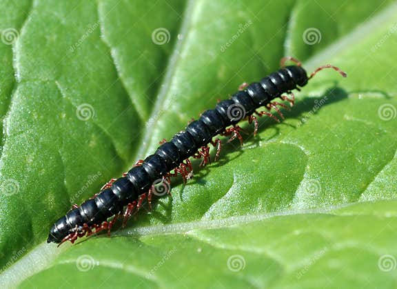Centipede stock photo. Image of insect, body, close, nature - 116002