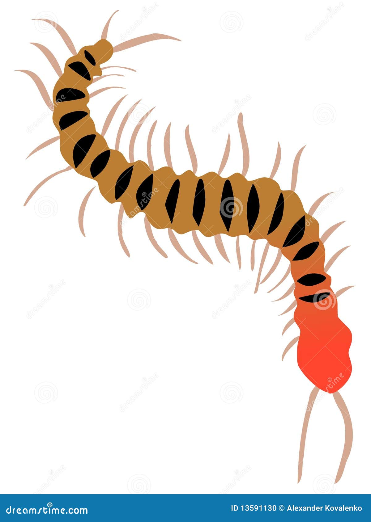 Centipede stock vector. Illustration of white, centipede - 13591130