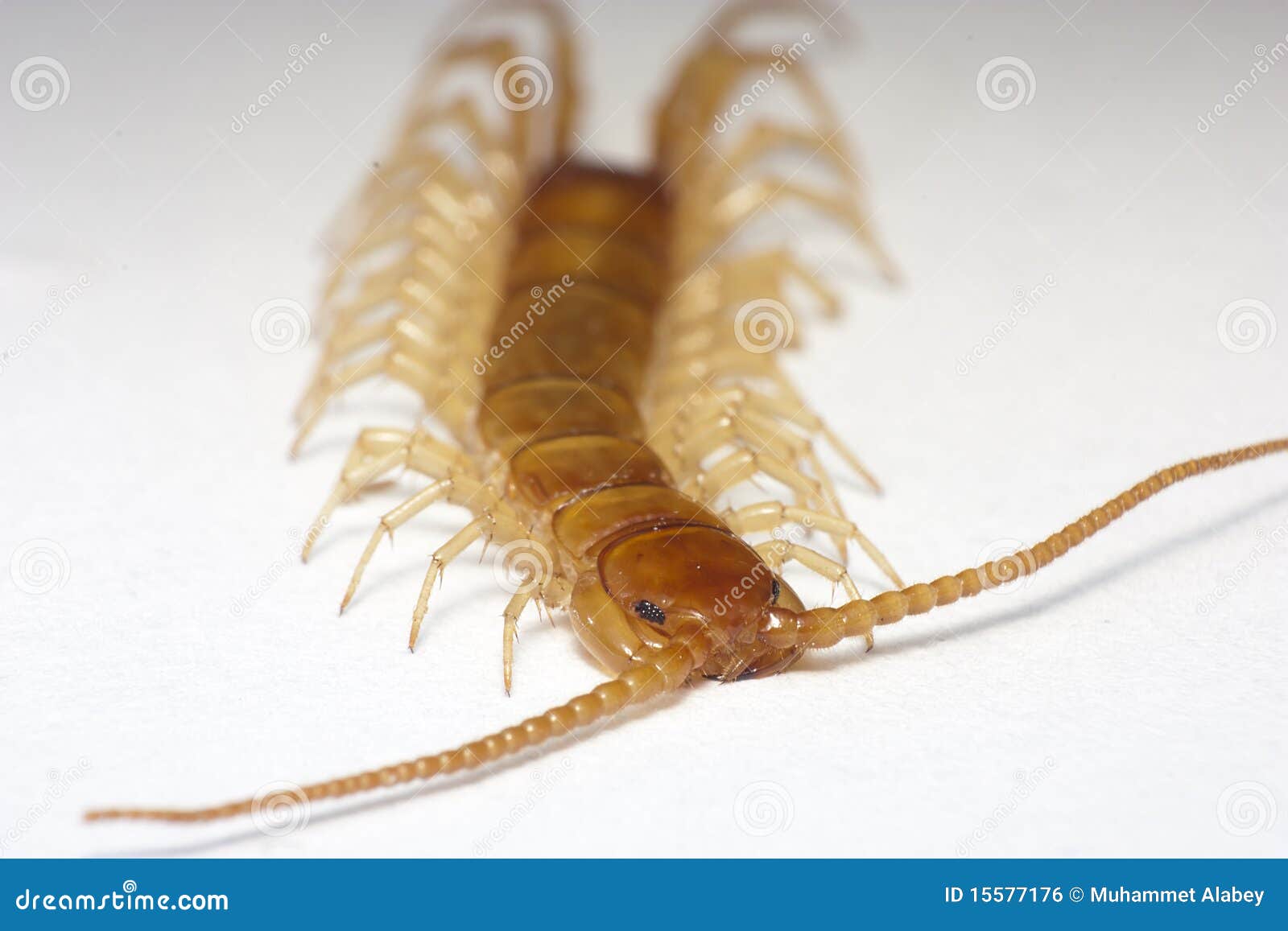 Centipede stock photo. Image of dangerous, poisonous - 15577176