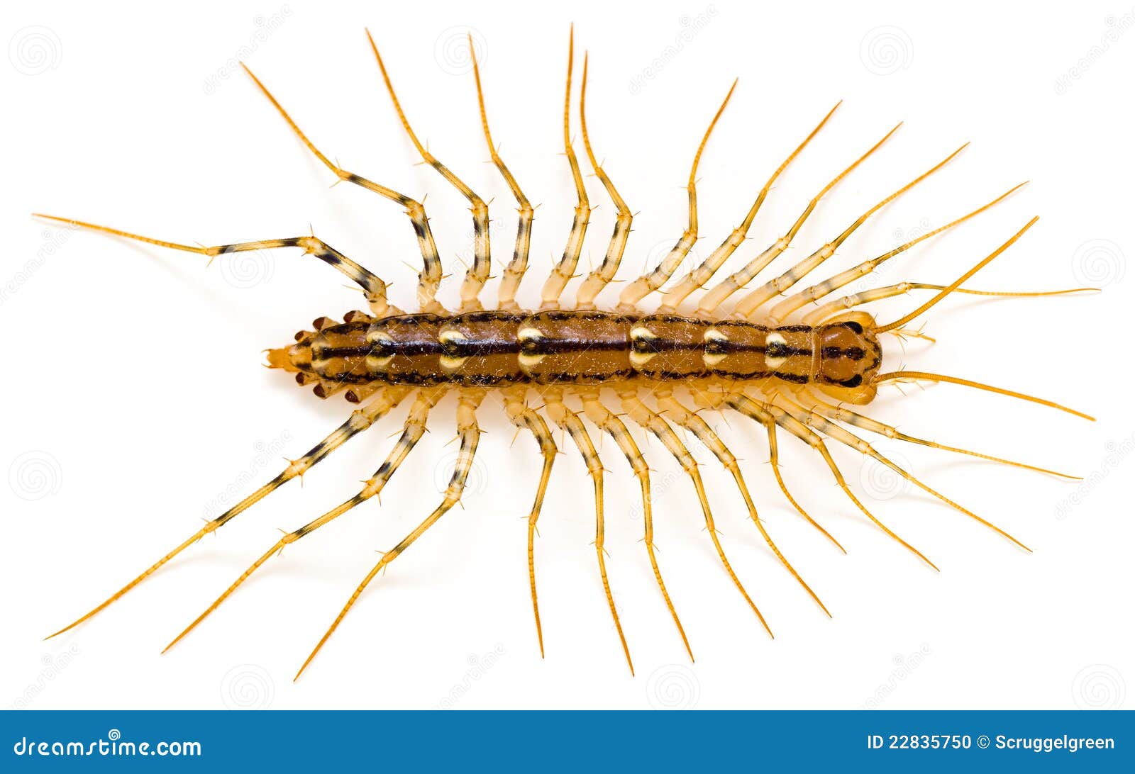 400 Centipede Face Stock Photos - Free & Royalty-Free Stock Photos from ...