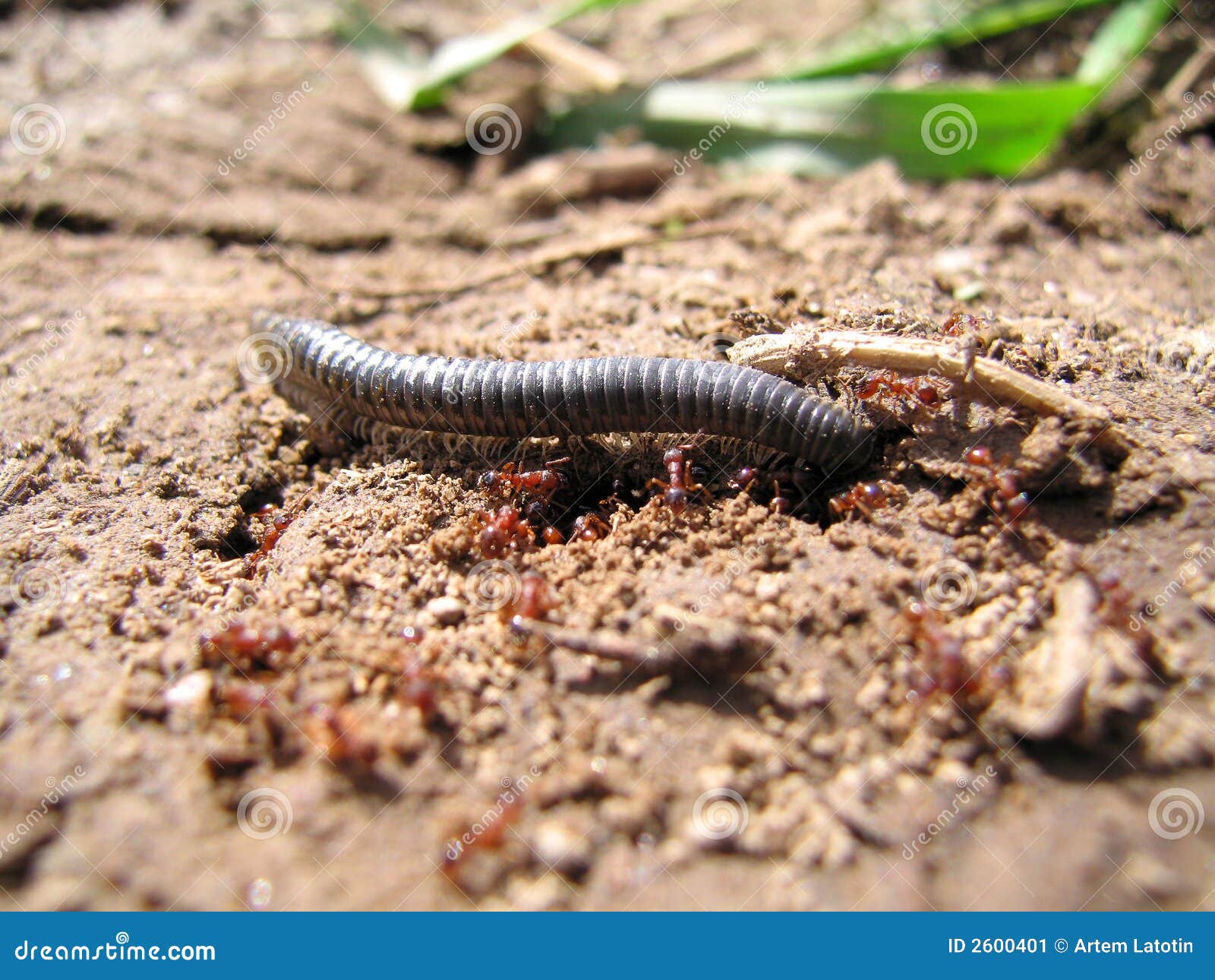 Centipede stock image. Image of worm, crawl, millipede - 2600401