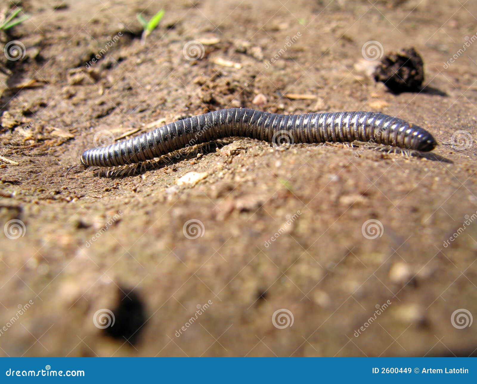 Centipede stock image. Image of glitter, crawl, plant - 2600449