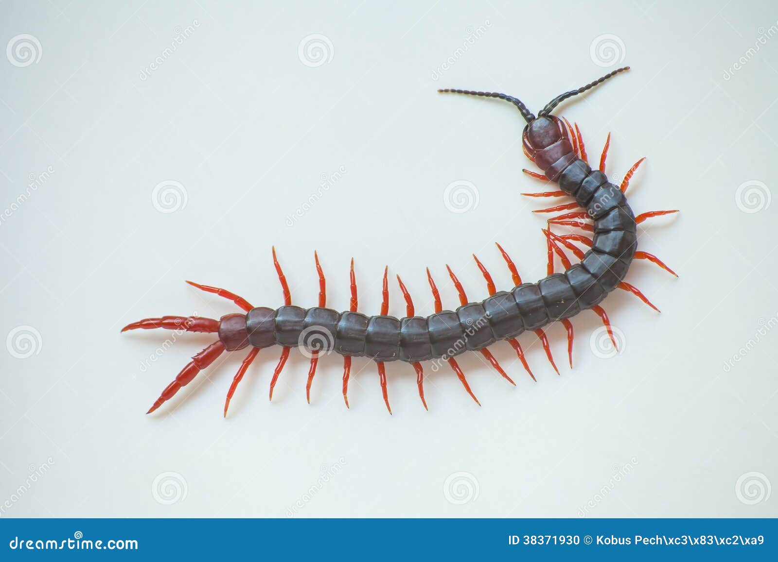 Centipede (0813) stock photo. Image of animal, predator - 38371930