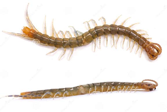 Centipede stock image. Image of isolated, poisonous, insect - 6159527