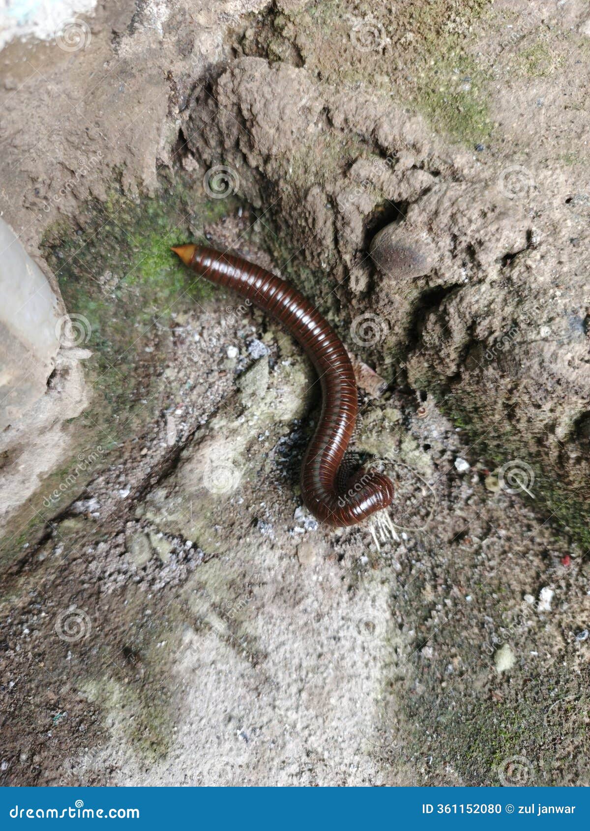 Centipede Animal stock photo. Image of legged, centipede - 361152080