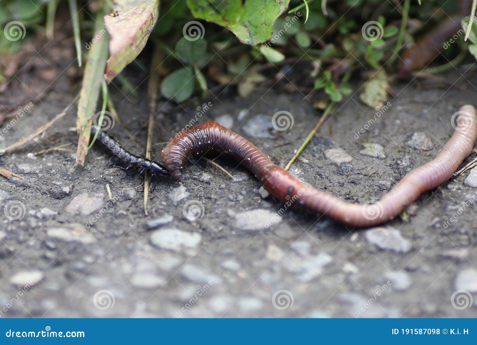 Centipede As a Predator is Attacking Earthworms or Angleworm Stock ...