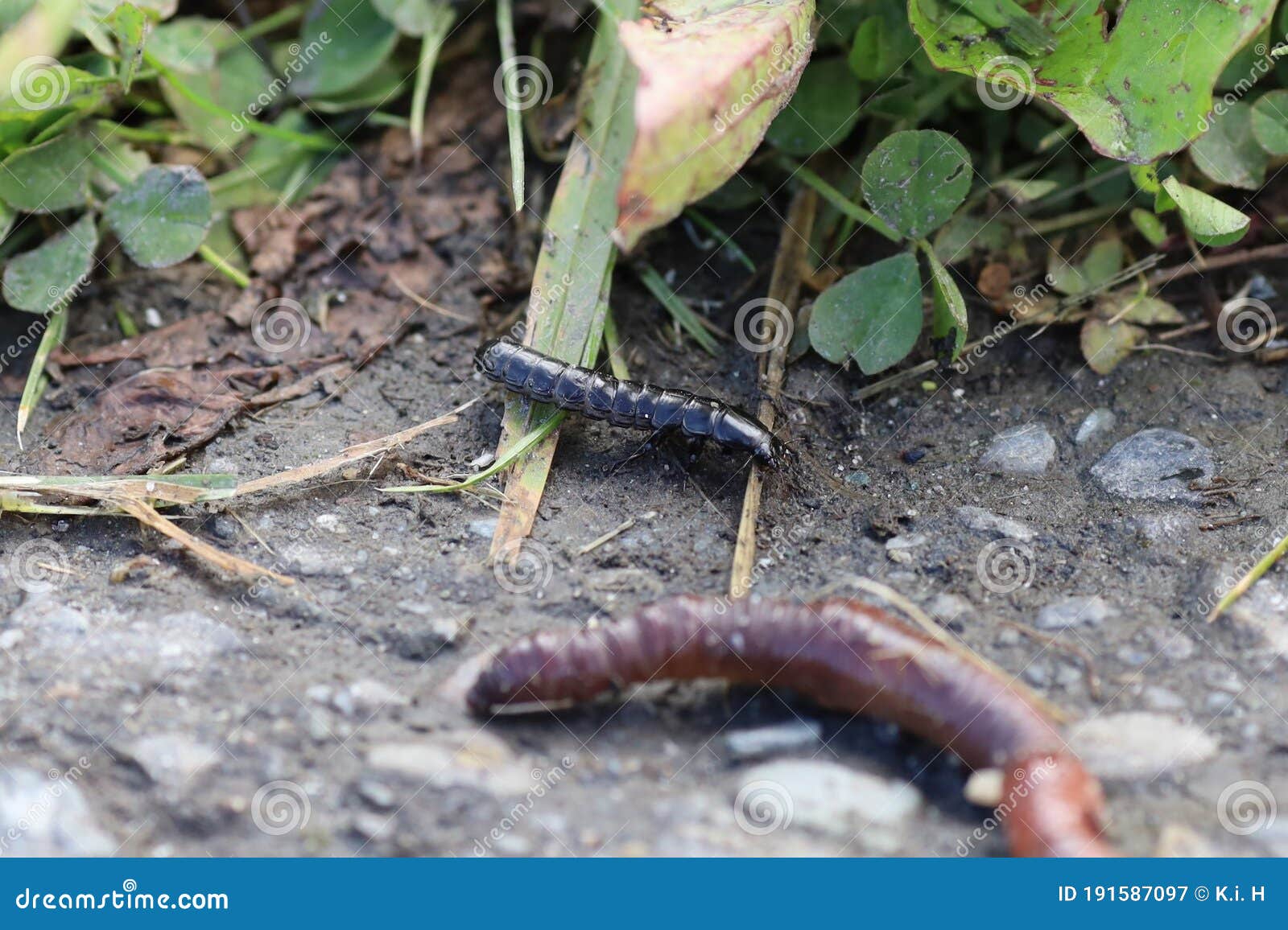 Centipede is Behind the Earthworm or Angleworm on a Lane beside the ...