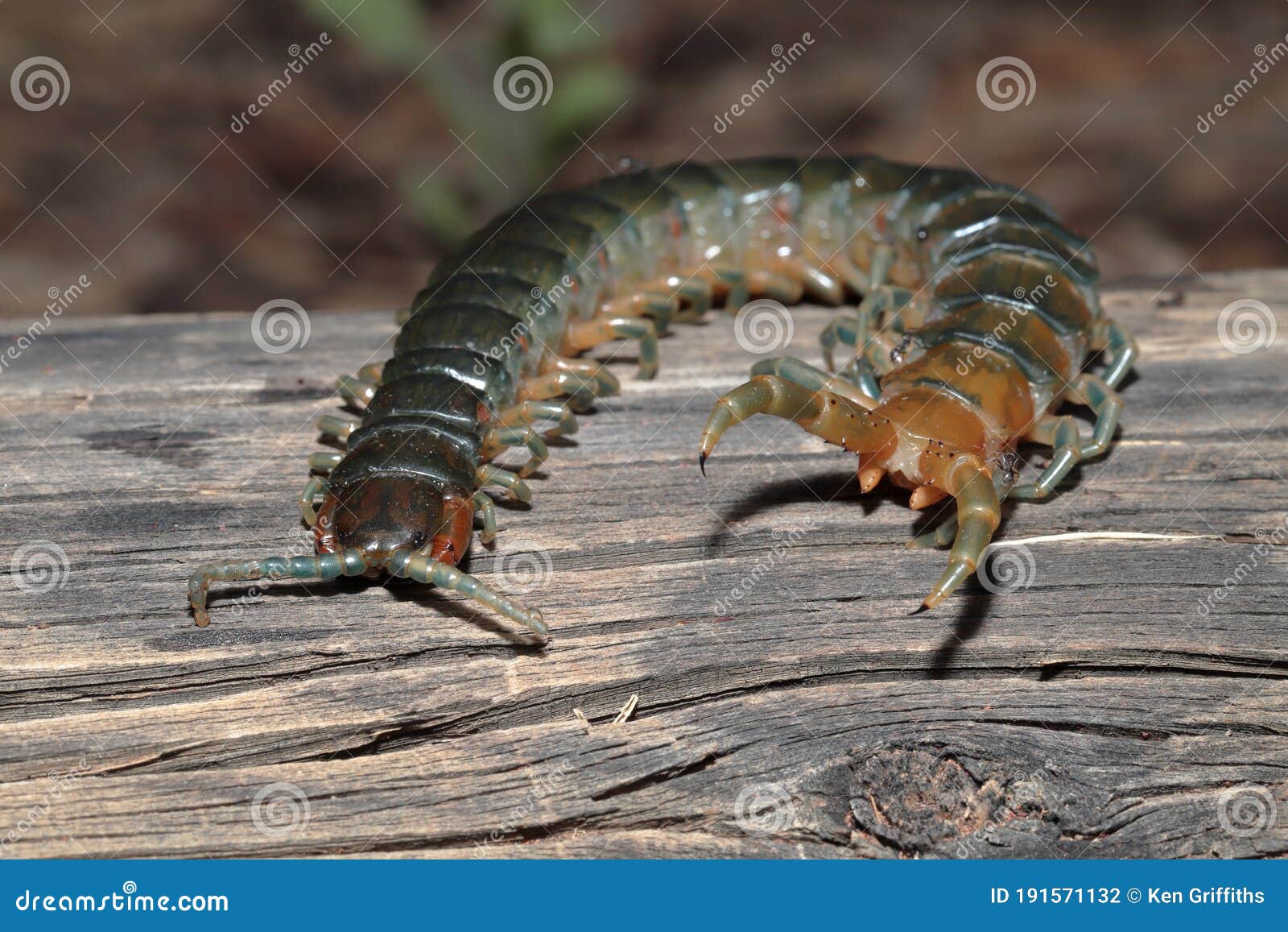 Centipede Fangs Stock Photos - Free & Royalty-Free Stock Photos from ...