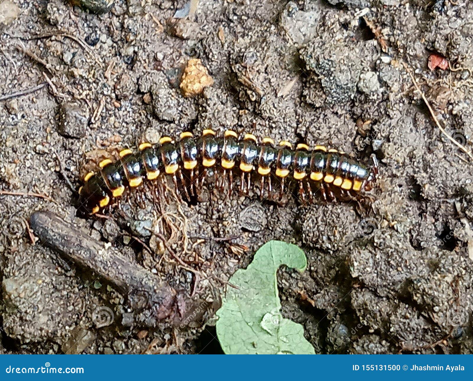 Centipede stock photo. Image of soil, moist, yellow - 155131500