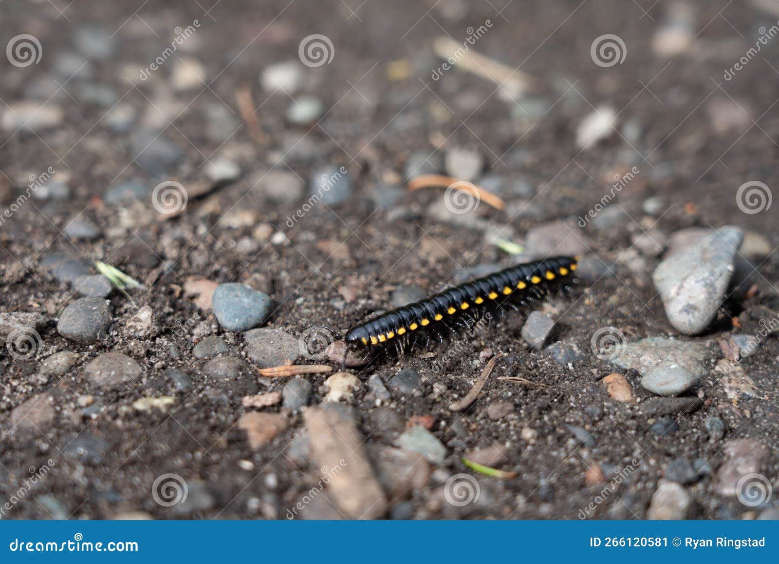 Close Up Shot of Centipede Crawling Along Rocks and Dirt Stock Image ...