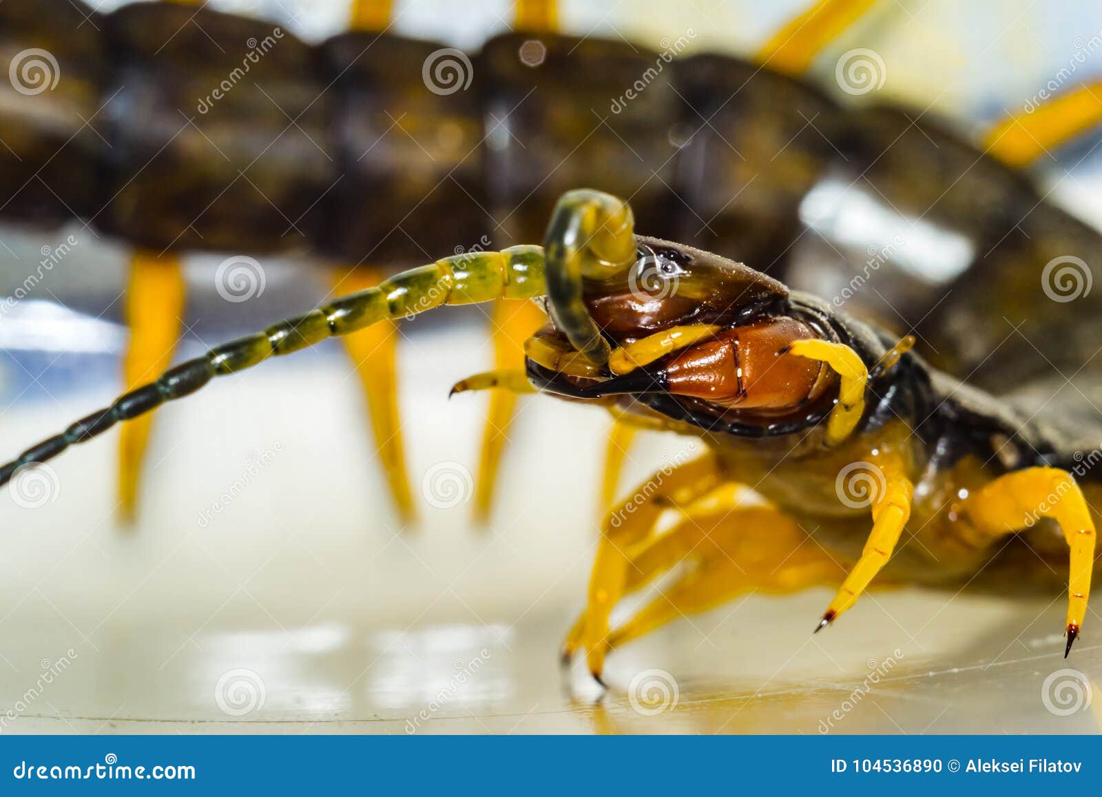 Centipede, Close Up Of Centipede Creep Slowly On The Ground, Closeup Of ...