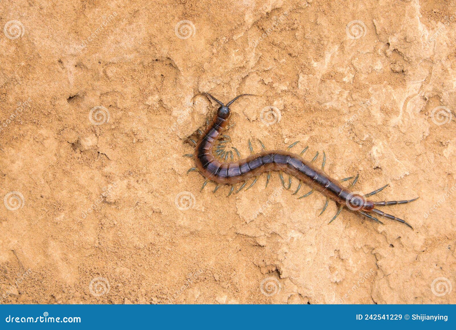Centipede stock image. Image of nature, myriapoda, centipede - 242541229