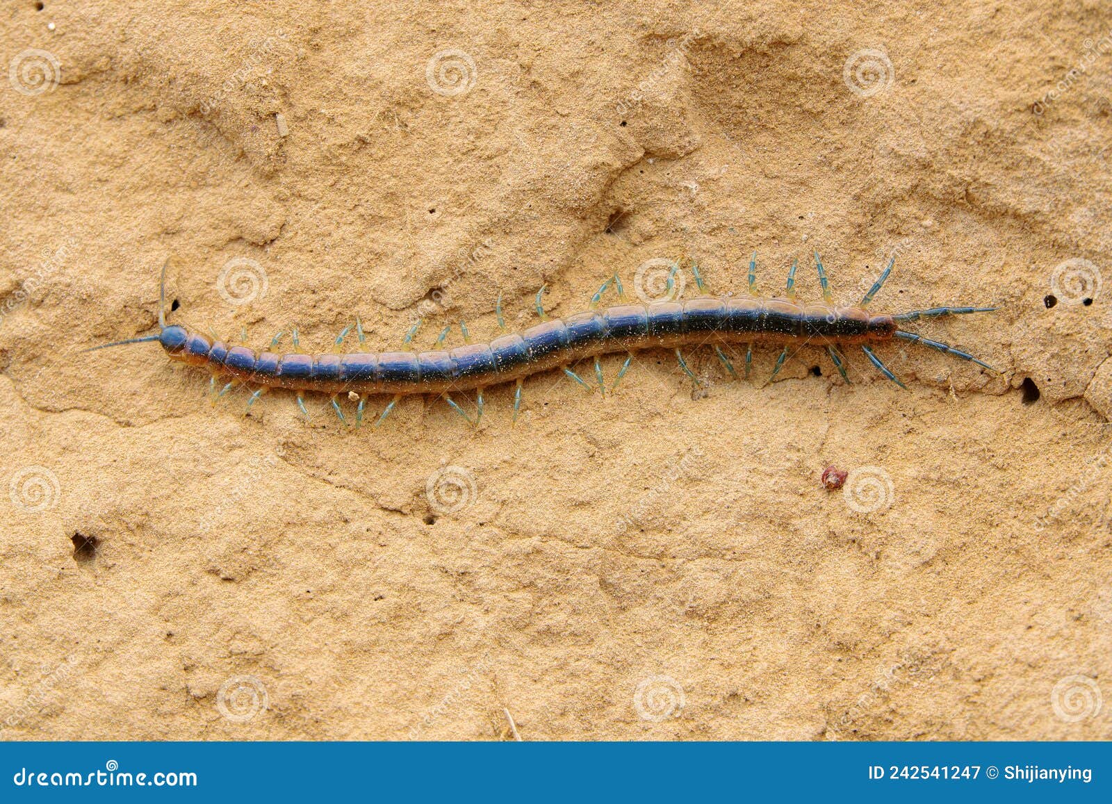 Centipede stock image. Image of arthropod, life, long - 242541247