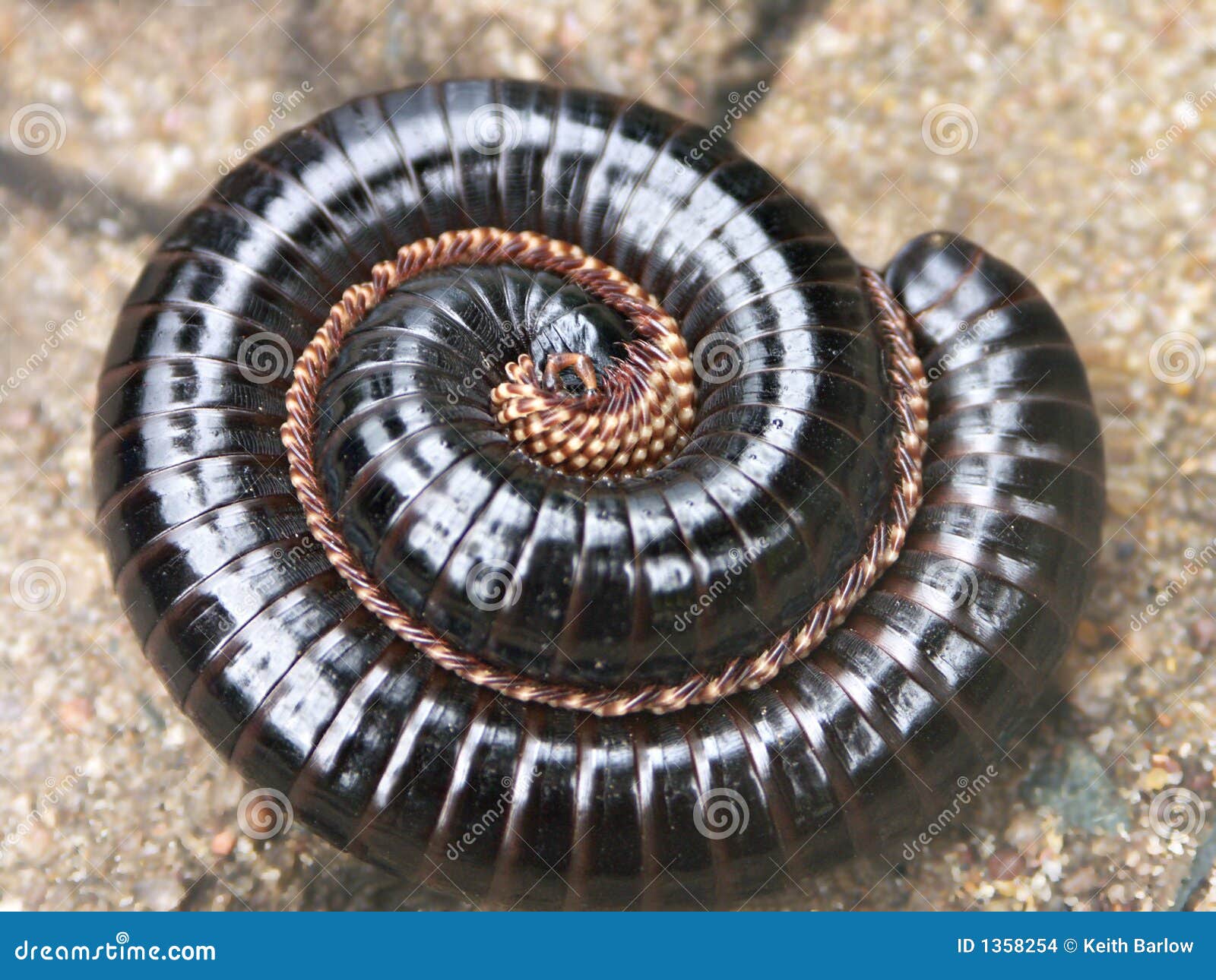 Centipede Curled Up Stock Images - Image: 1358254