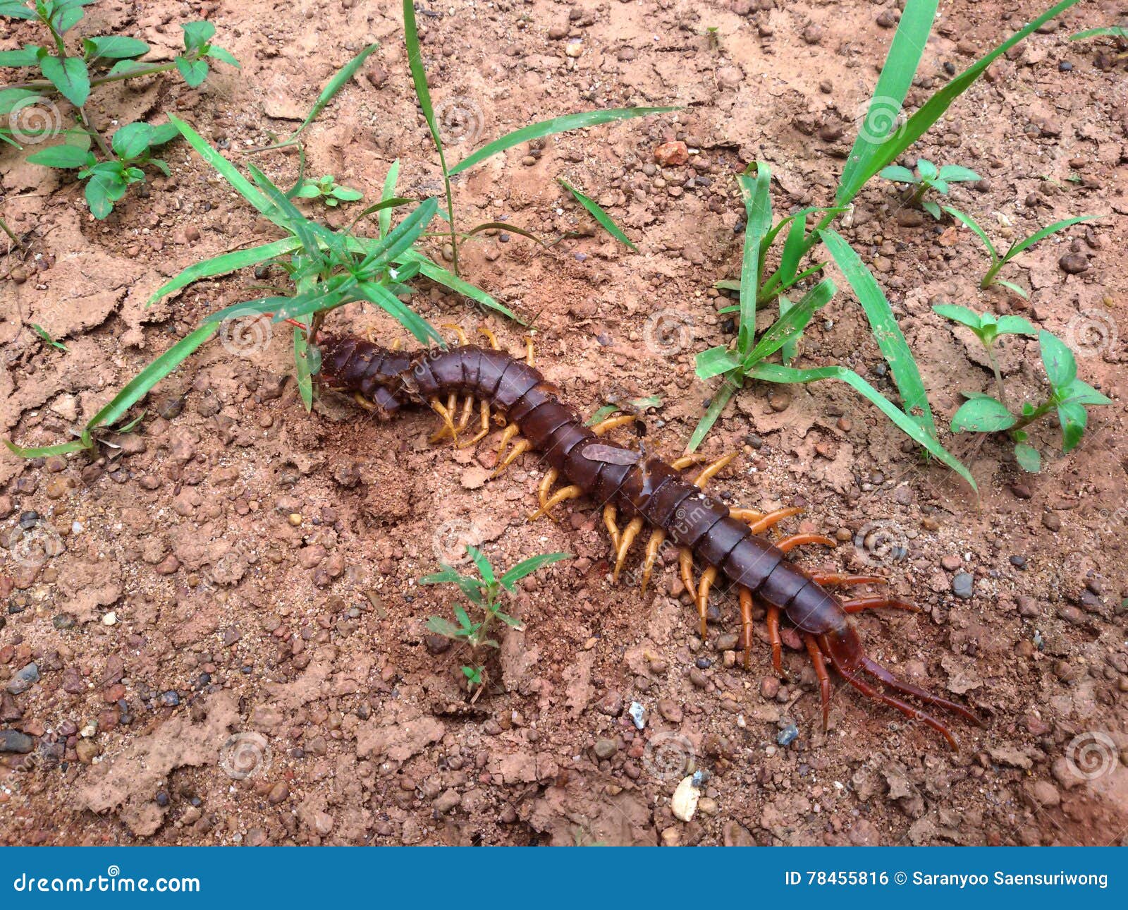 Centipede. stock photo. Image of toxic, noxious, venomous - 78455816