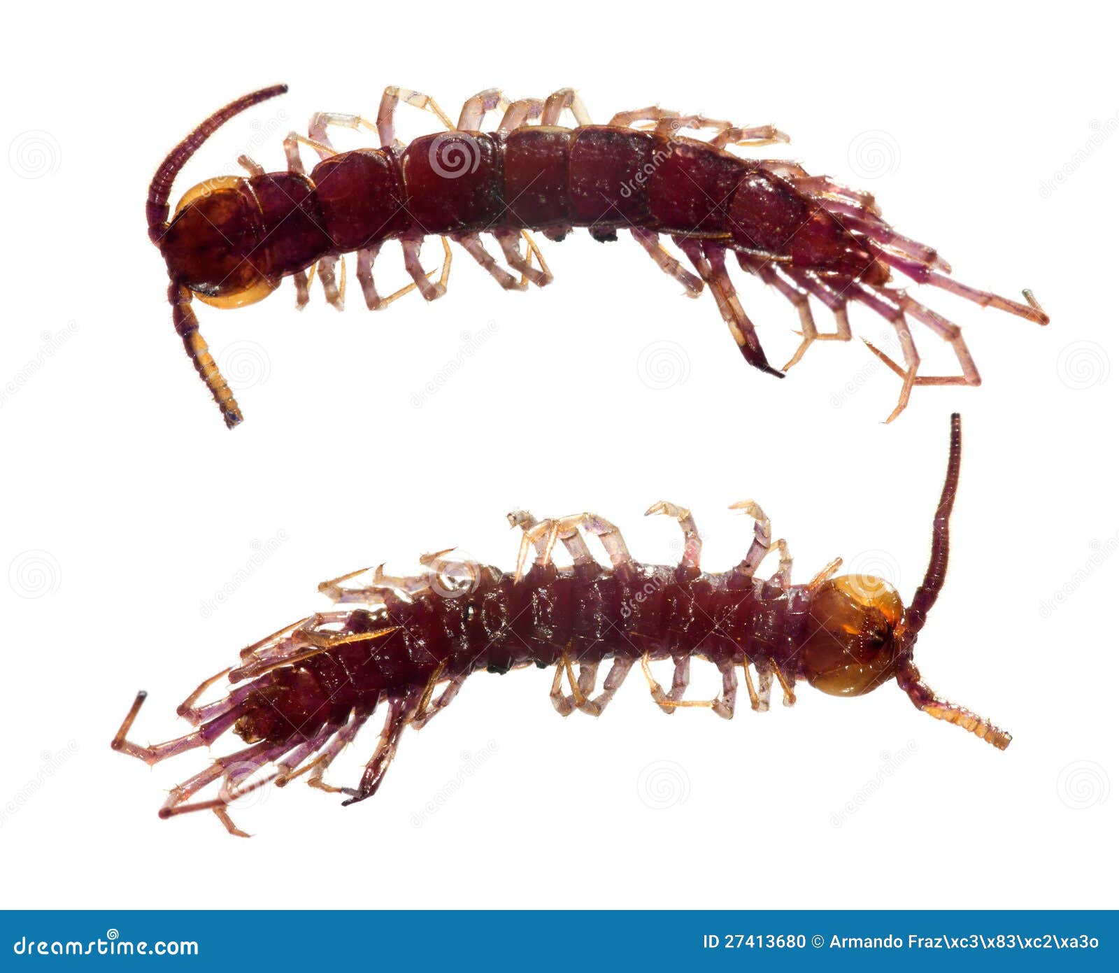 Centipede dead stock photo. Image of isolated, overview - 27413680