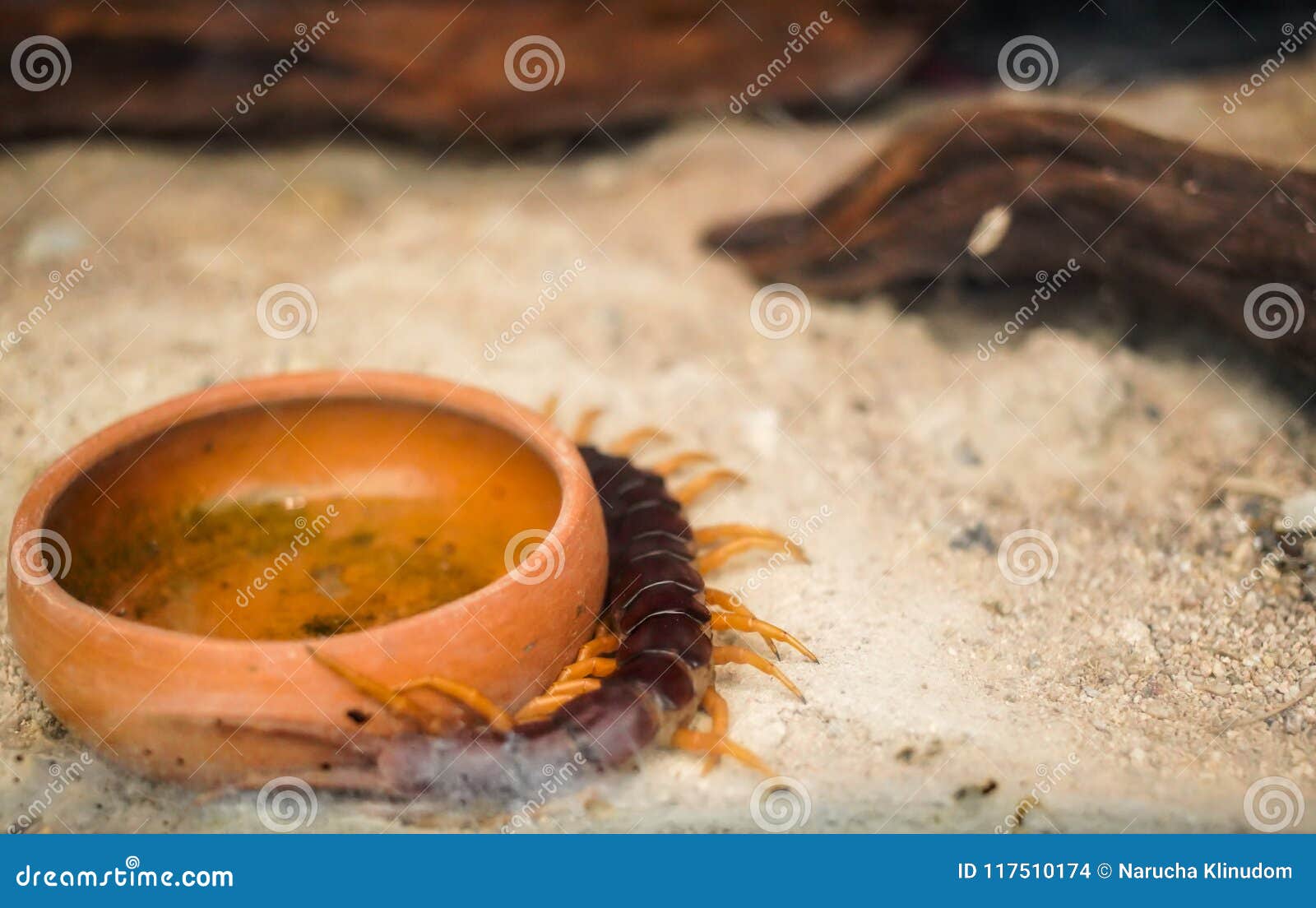 Centipede with Dramatic Tone Stock Photo - Image of fresh, hunter ...