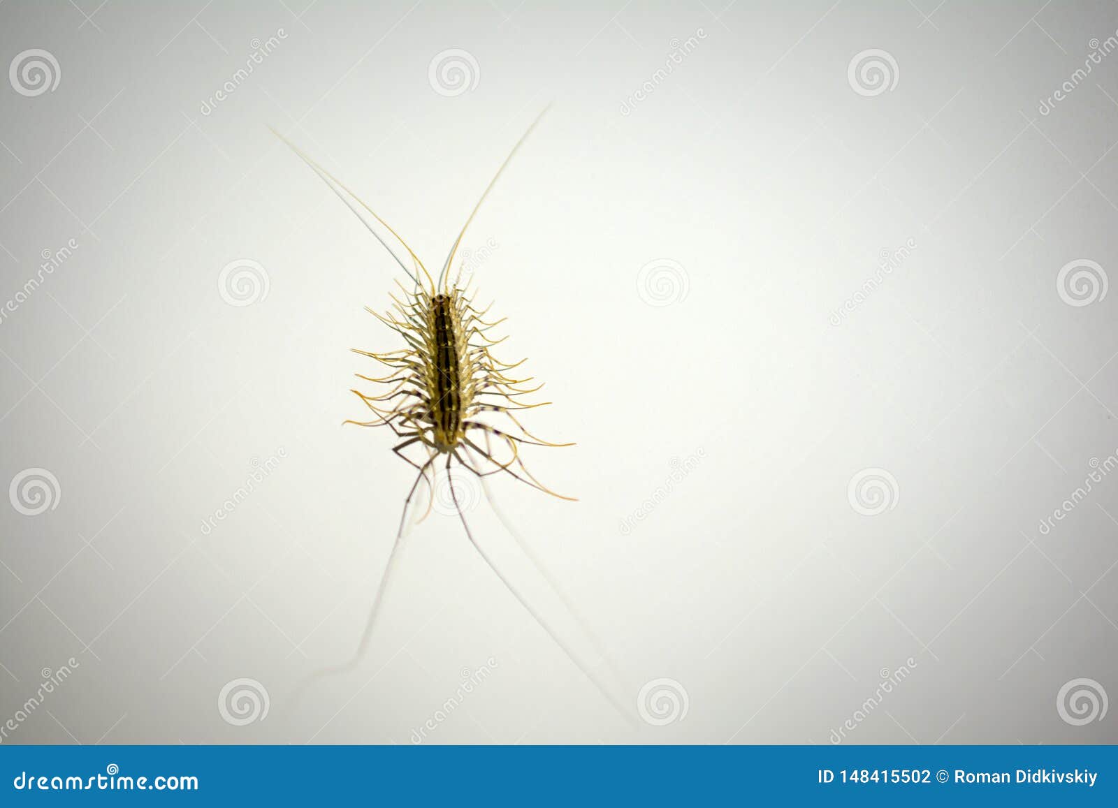 Centipede flycatcher stock photo. Image of centipede - 148415502