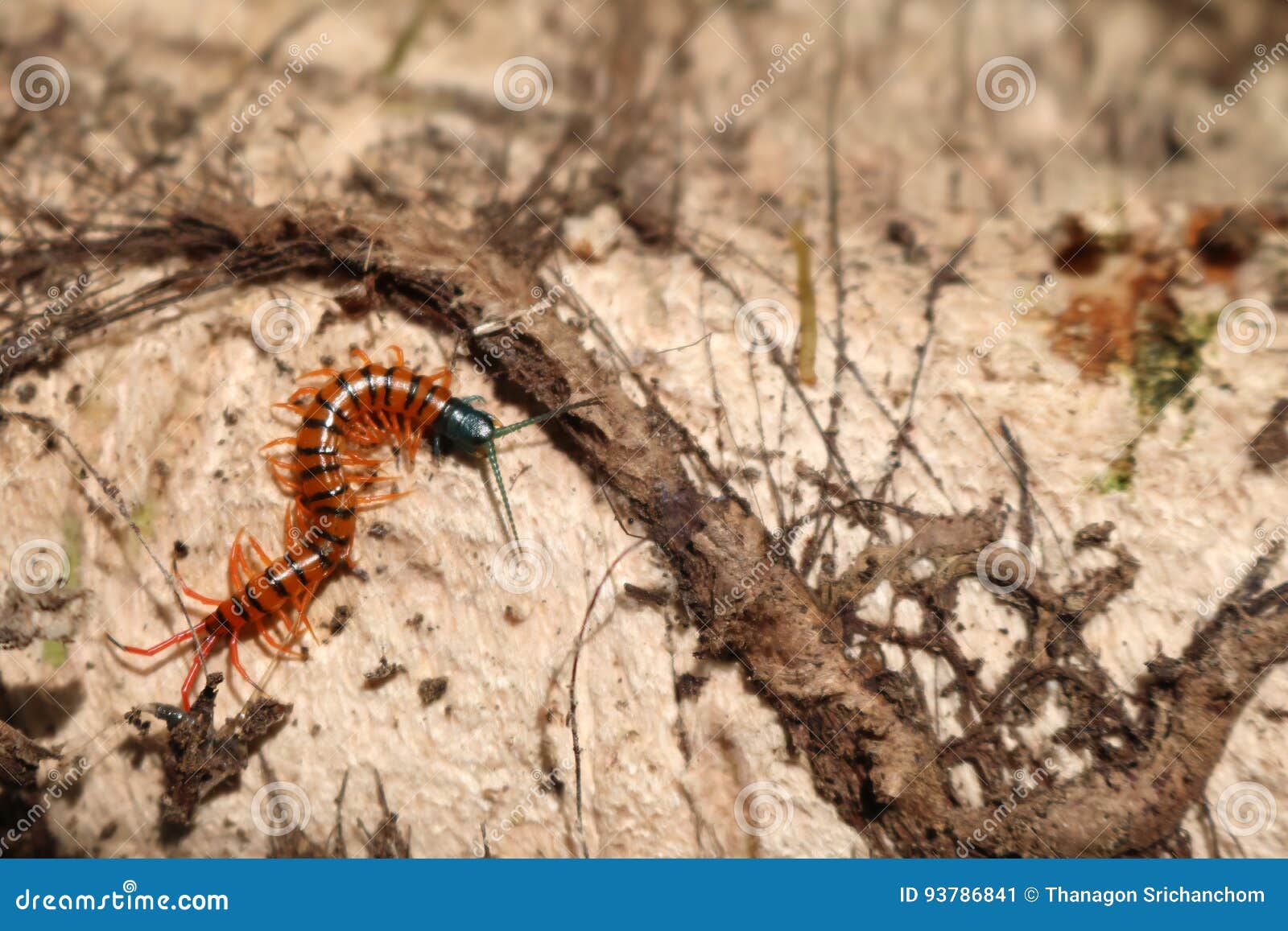 Centipede in the garden. stock image. Image of scolopendra - 93786841