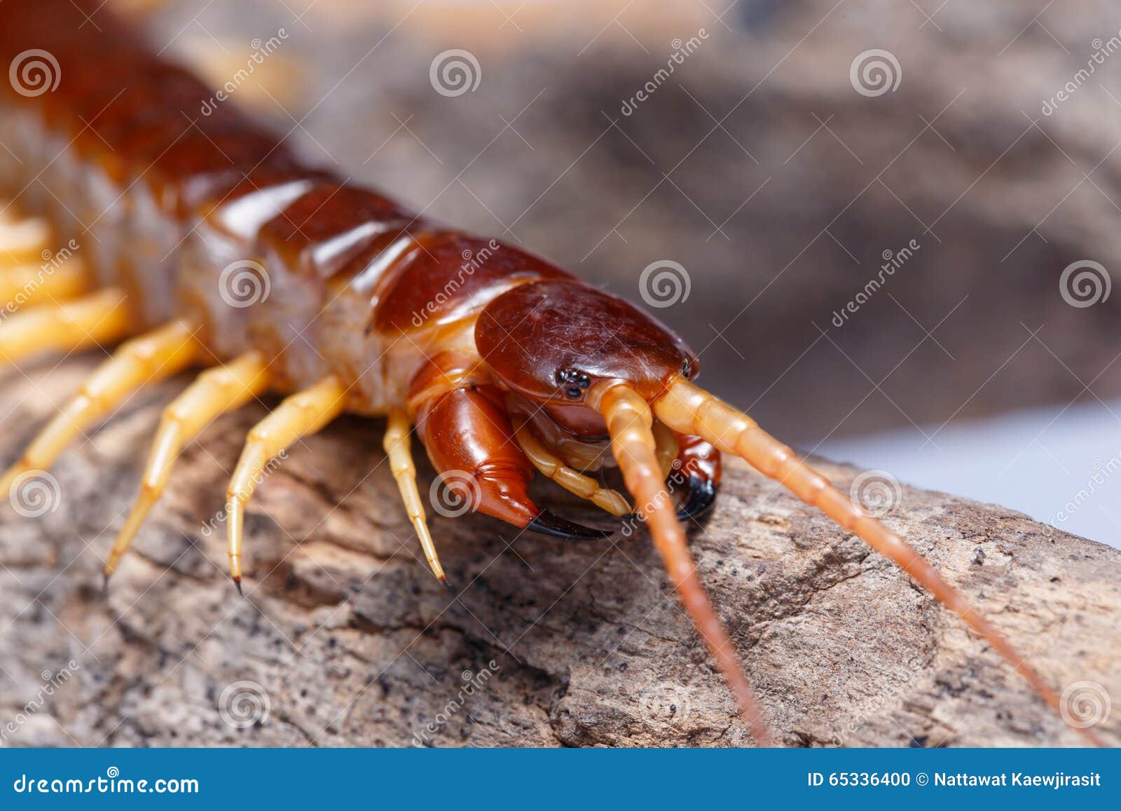 Centipede stock photo. Image of creature, beautiful, earthworm - 65336400